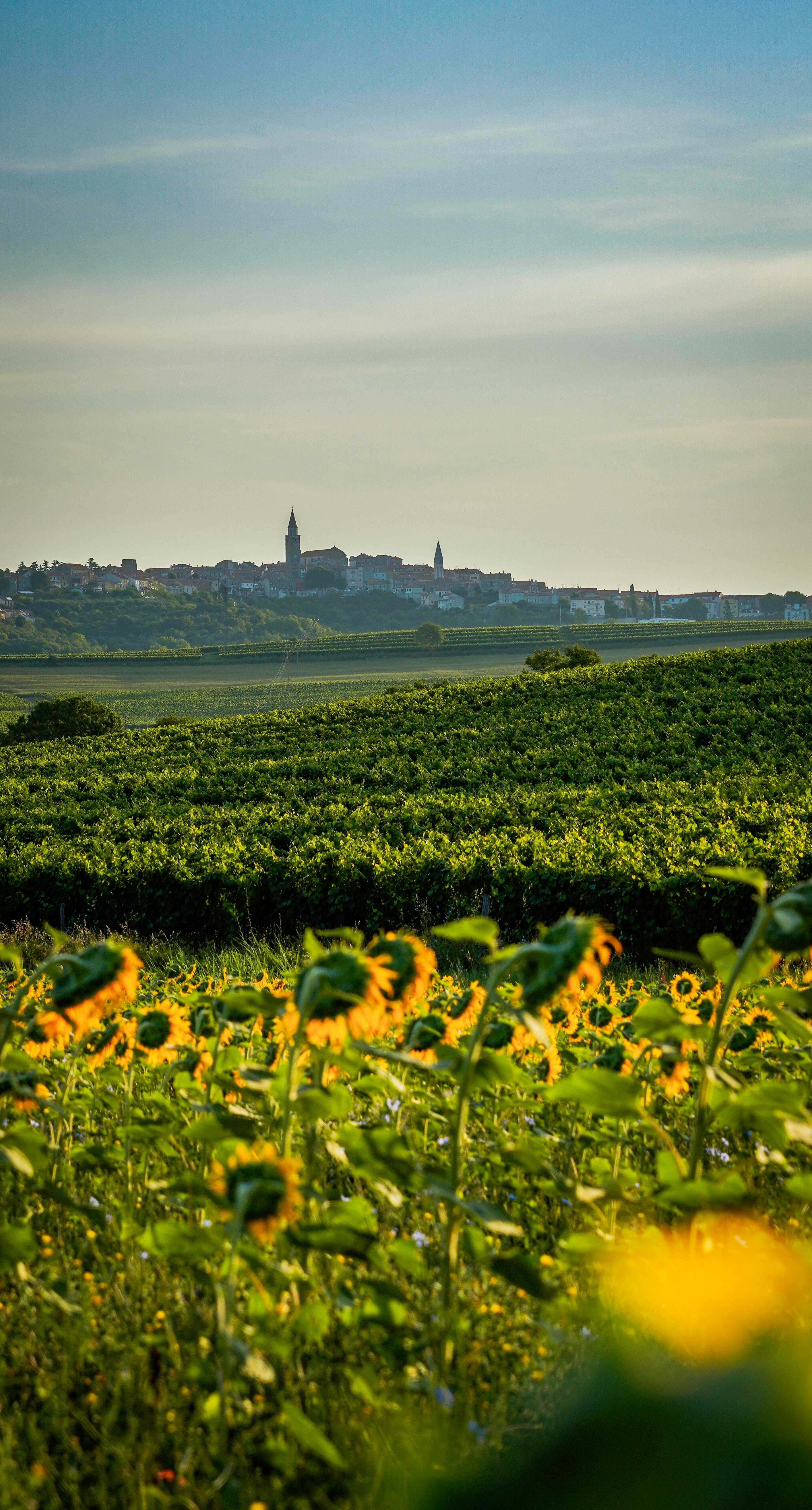 Field of Sunflowers in Countryside · Free Stock Photo