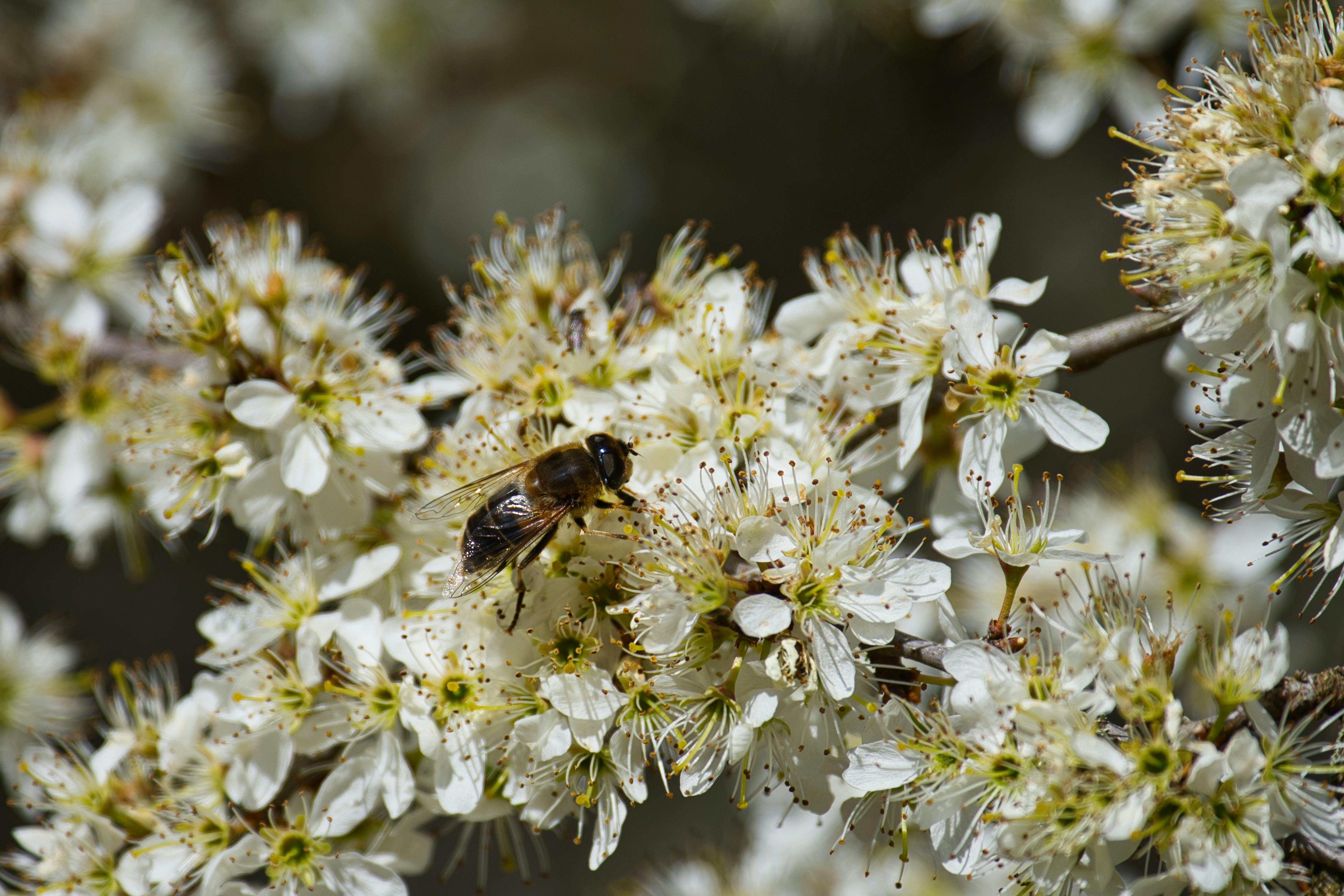 Bee on White Flowers · Free Stock Photo