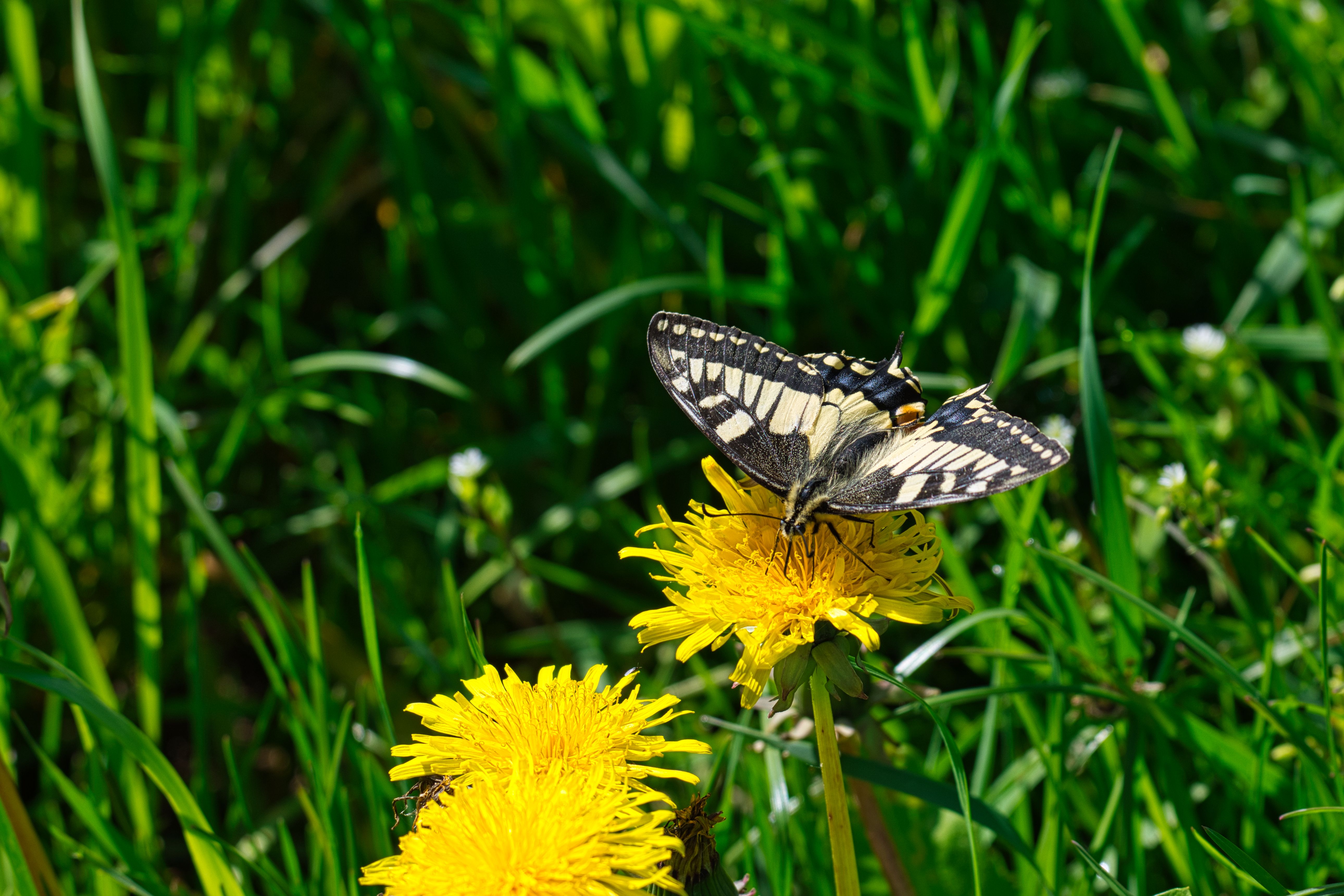 Butterfly on Dandelion · Free Stock Photo