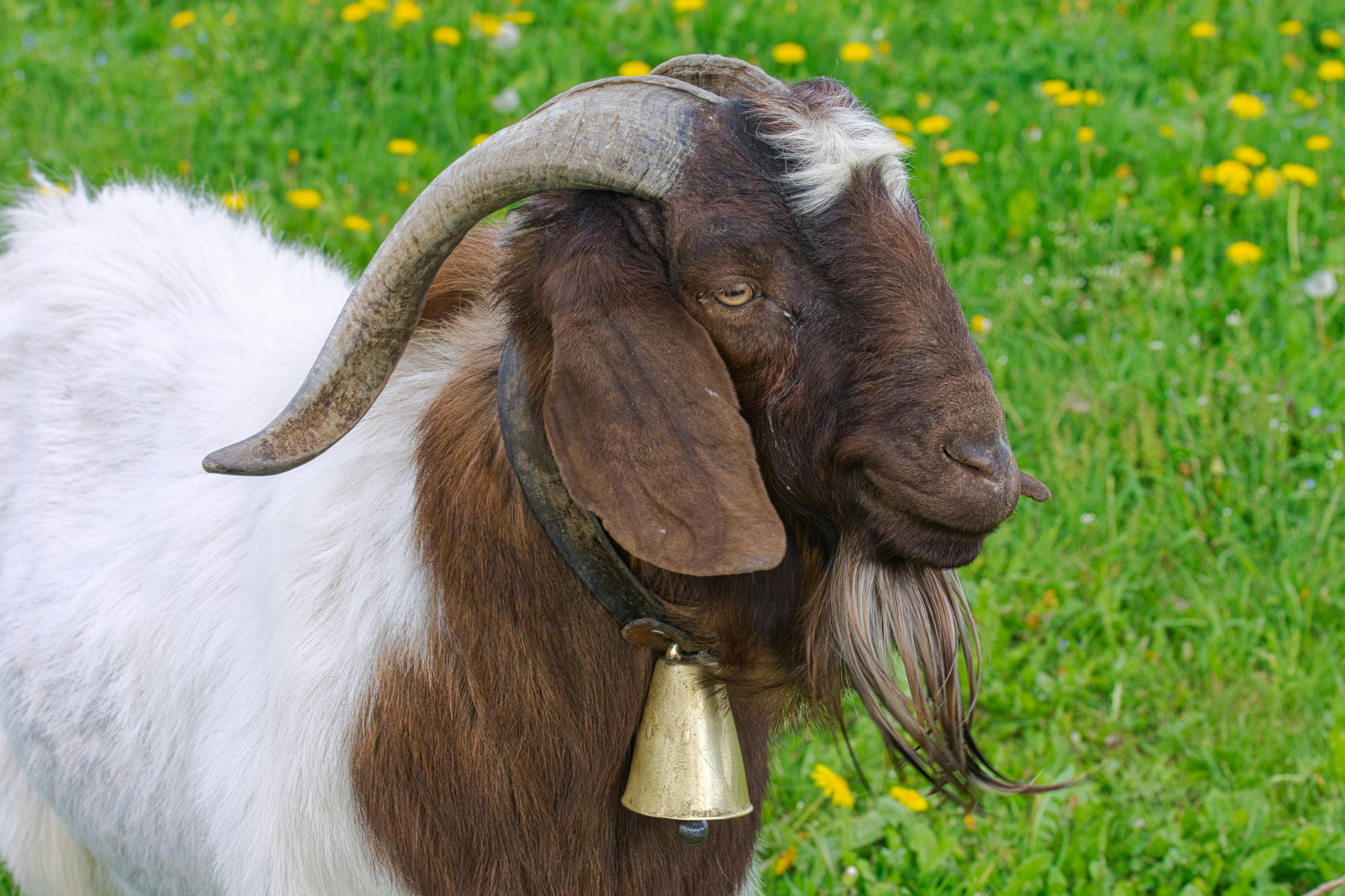 Goat with Bell · Free Stock Photo