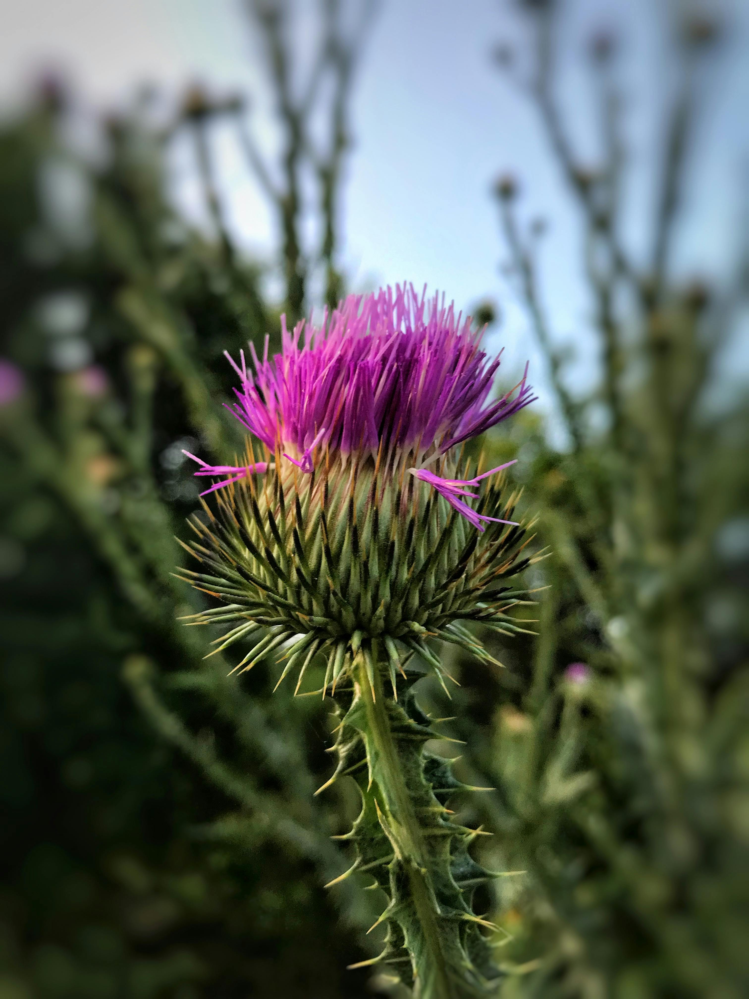 Plamen Kostadinov - Photographie