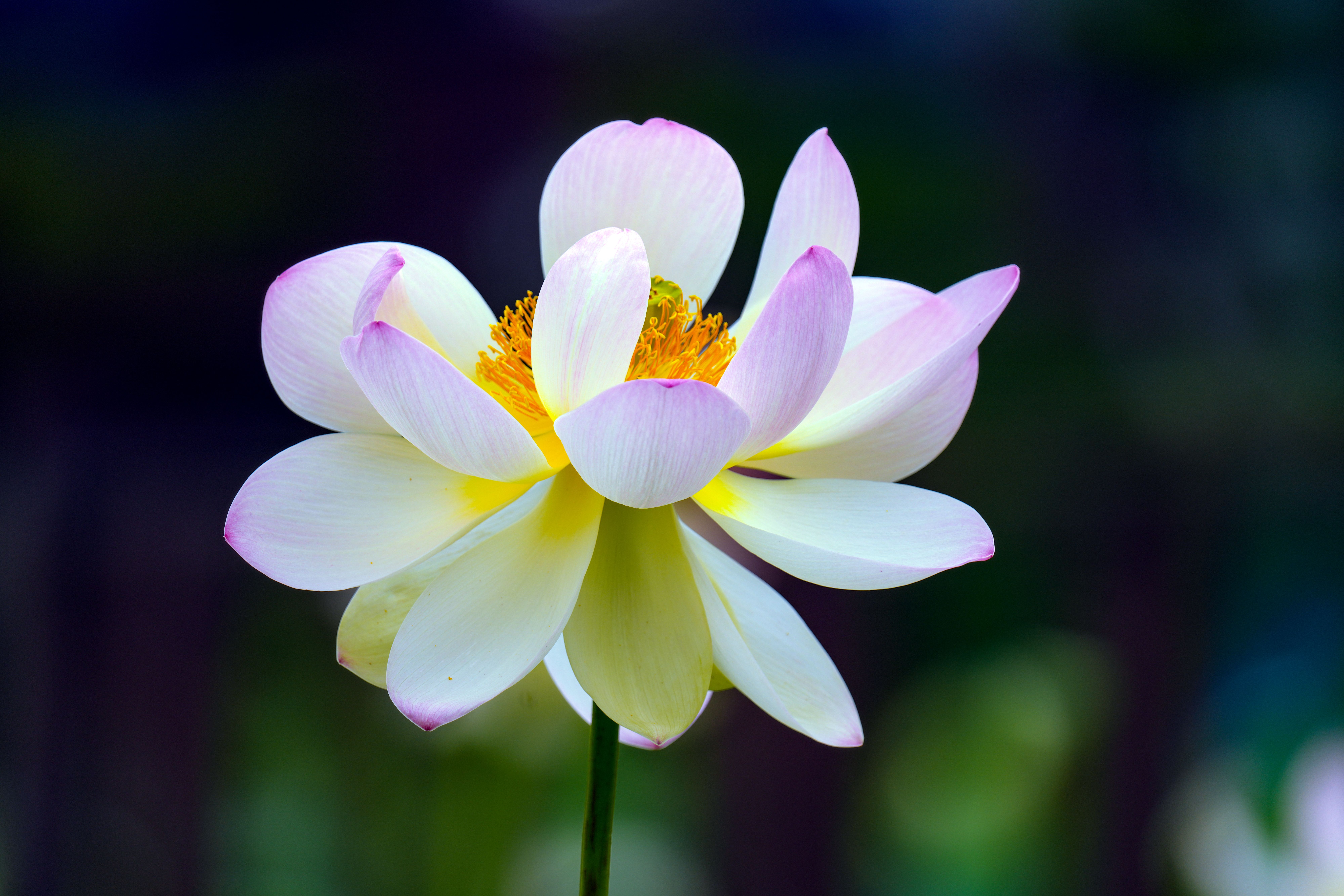 Close-up Photography of Lotus · Free Stock Photo