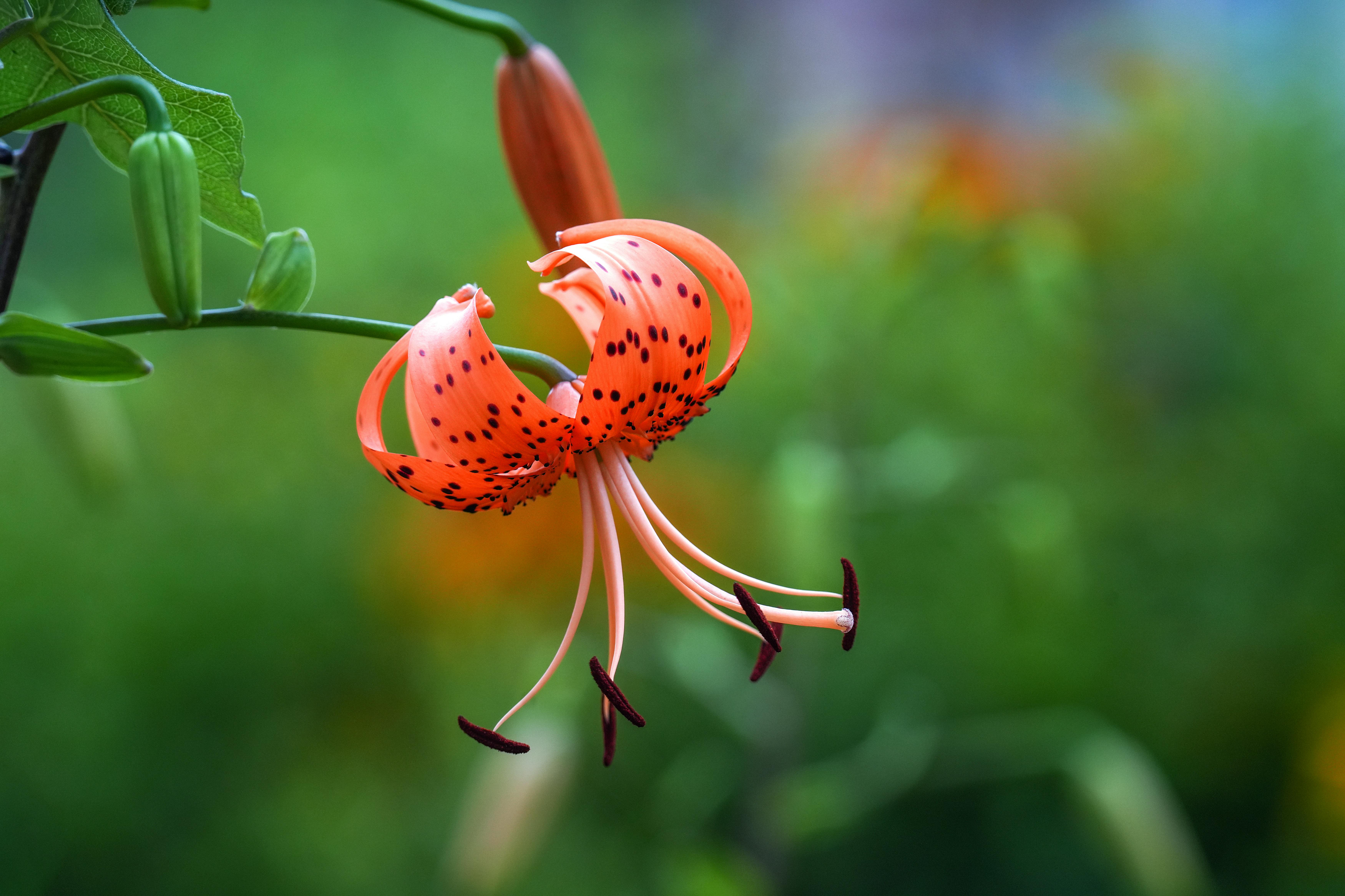 Unique Red Flower in Close-up View · Free Stock Photo