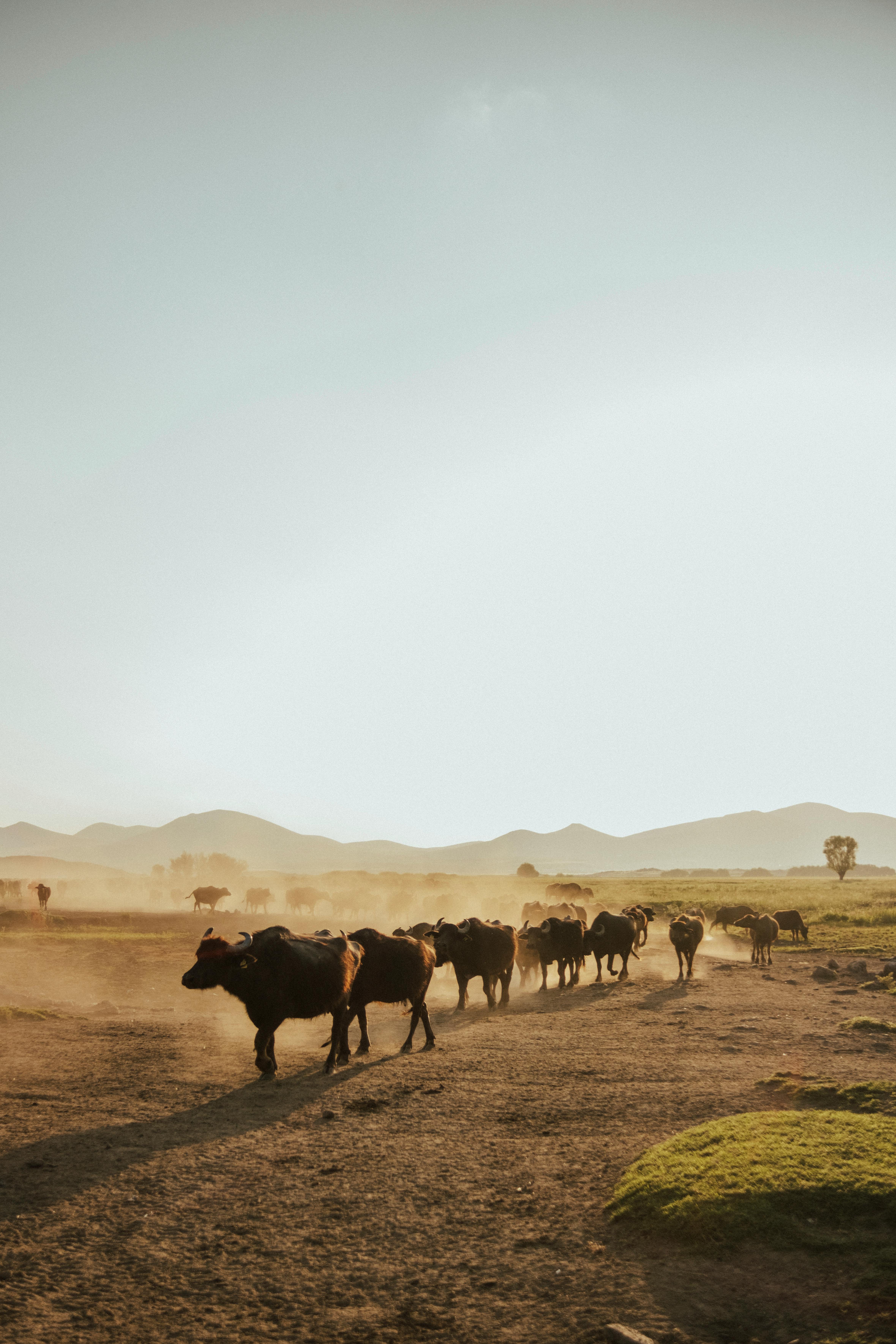 Photography of Cows During Sunset · Free Stock Photo