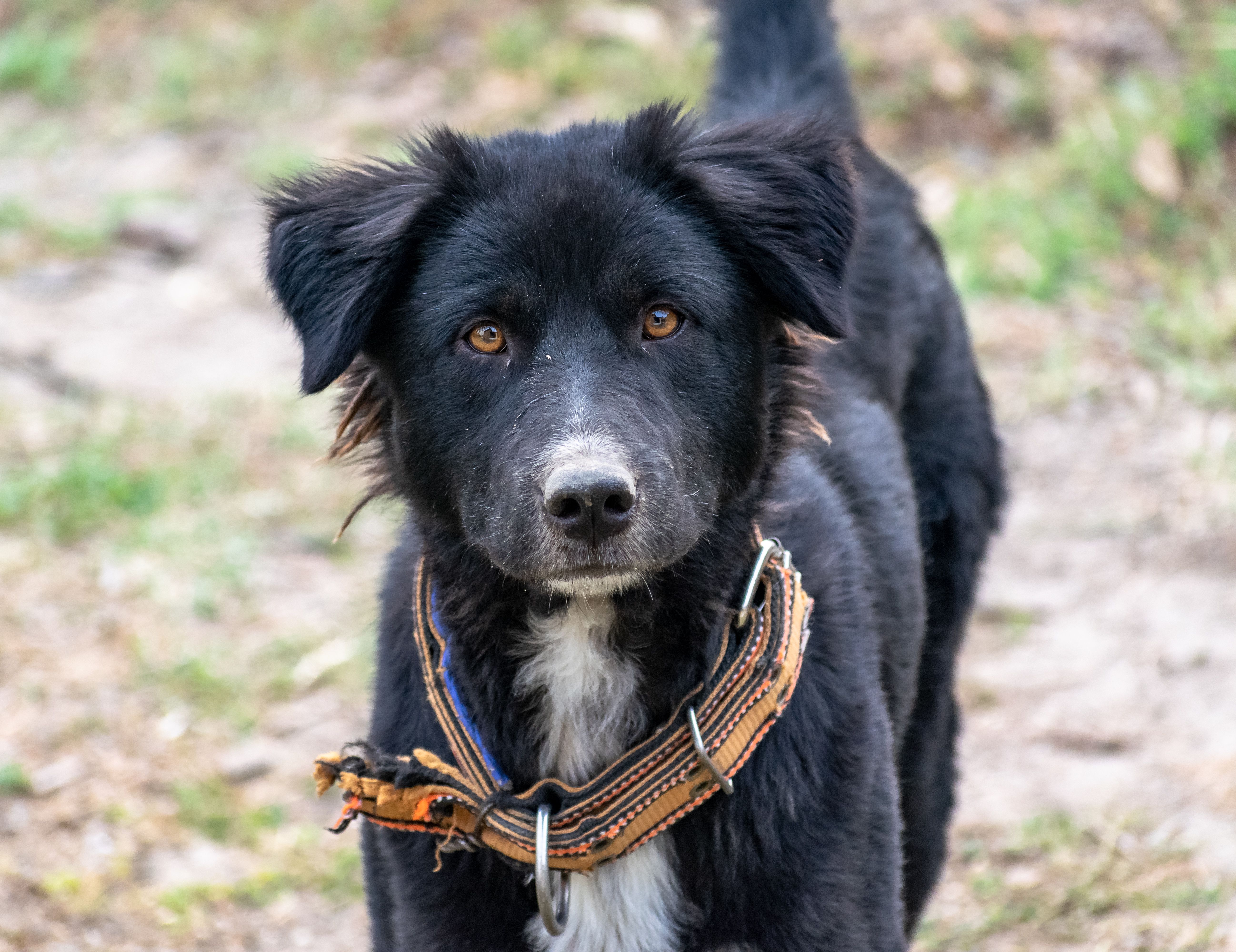 Dog With Helmet Photos, Download The BEST Free Dog With Helmet Stock ...