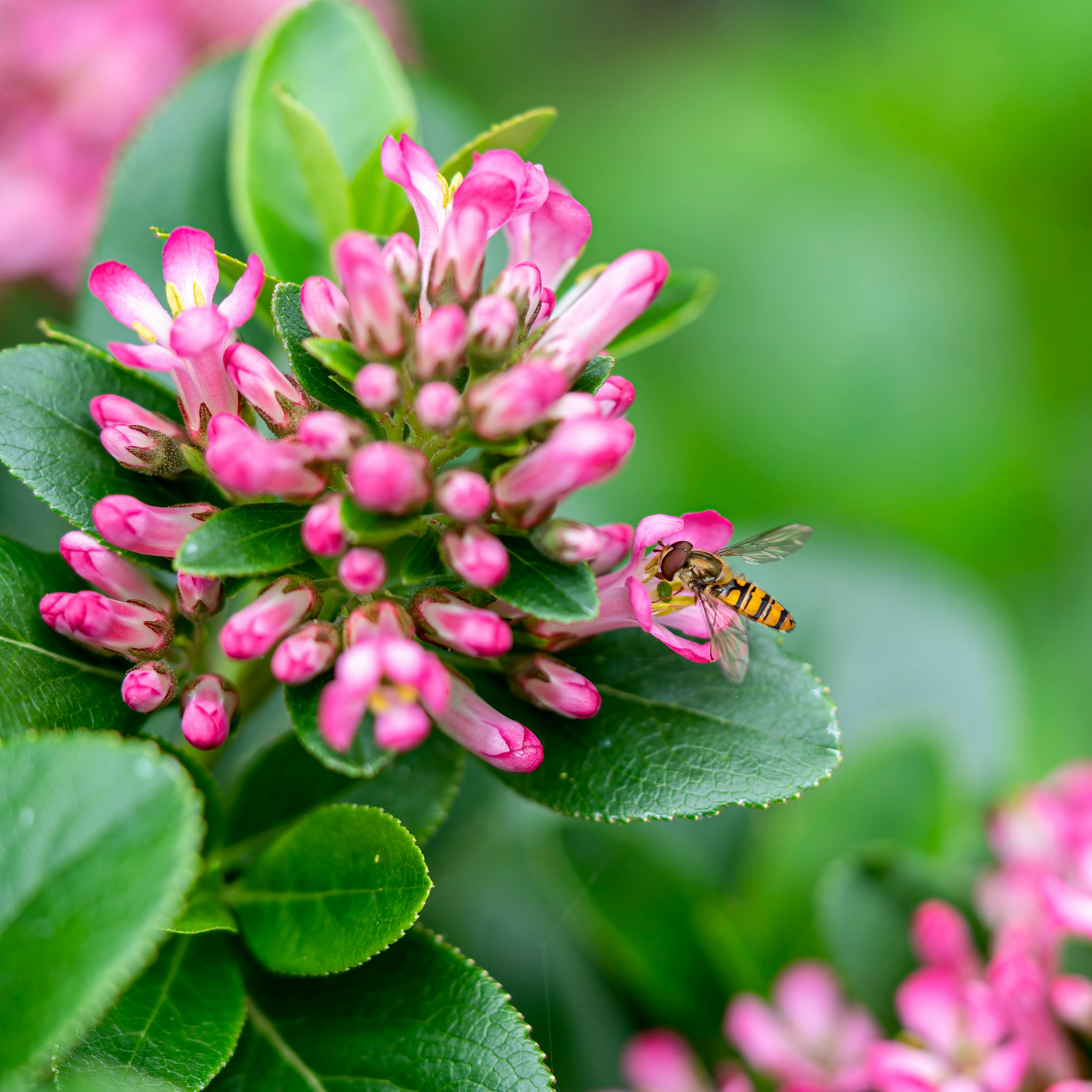 Lily Bee Photos, Download The BEST Free Lily Bee Stock Photos & HD Images