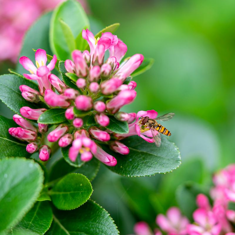 Lily Bee Photos, Download The BEST Free Lily Bee Stock Photos & HD Images