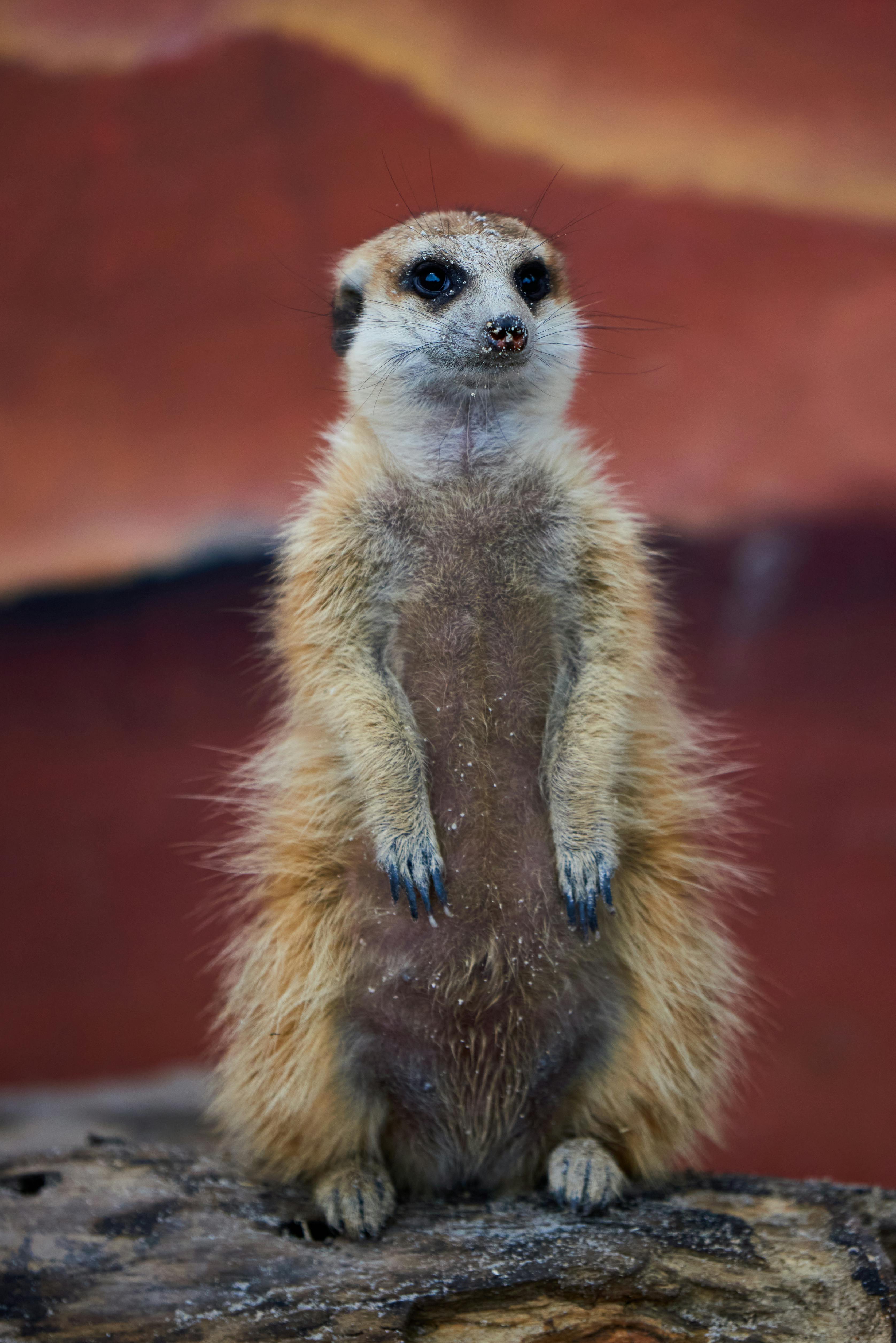 Meekest Photos, Download The BEST Free Meekest Stock Photos & HD Images