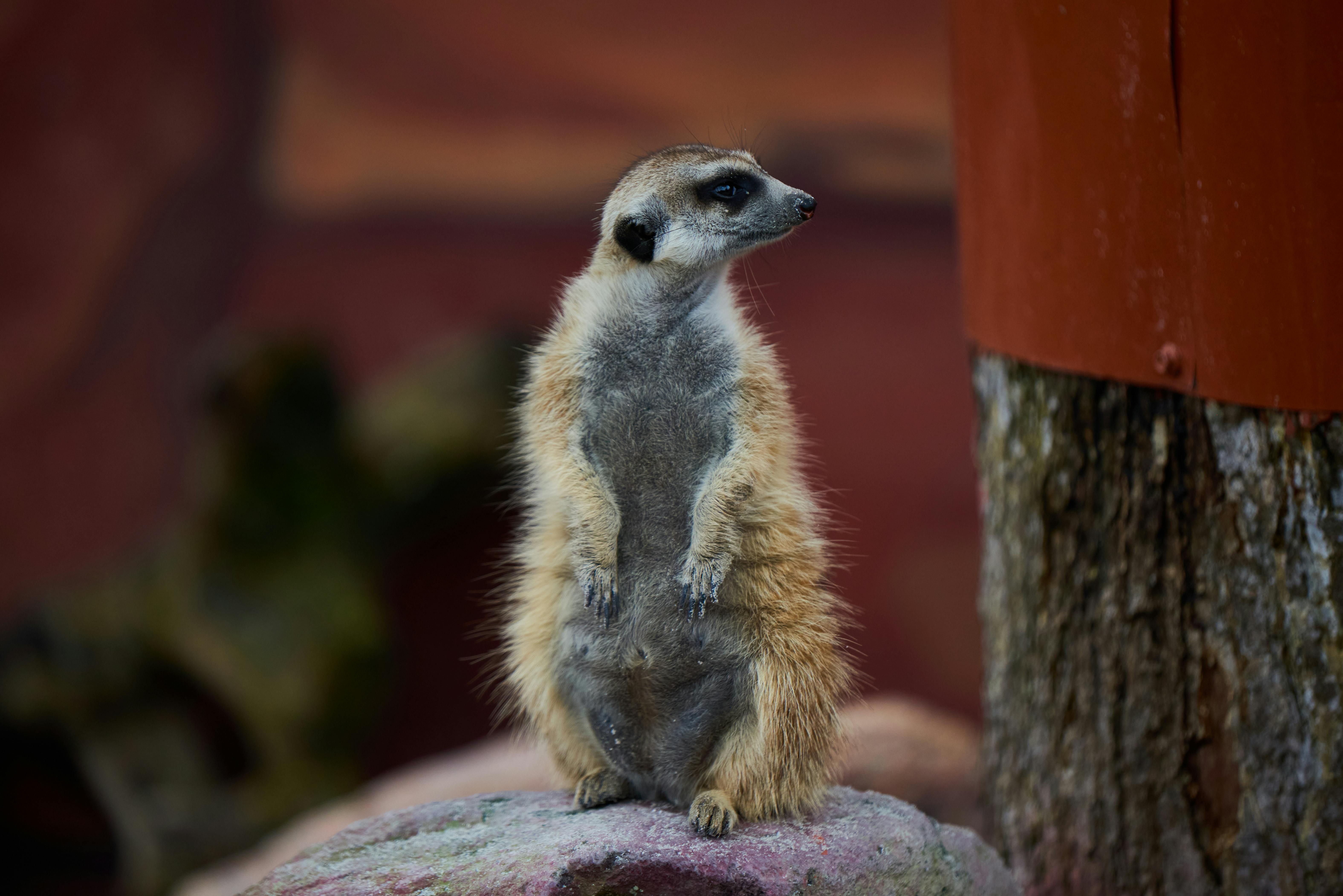 Foto stok gratis tentang afrika selatan, alam, awas, batu, berbulu ...