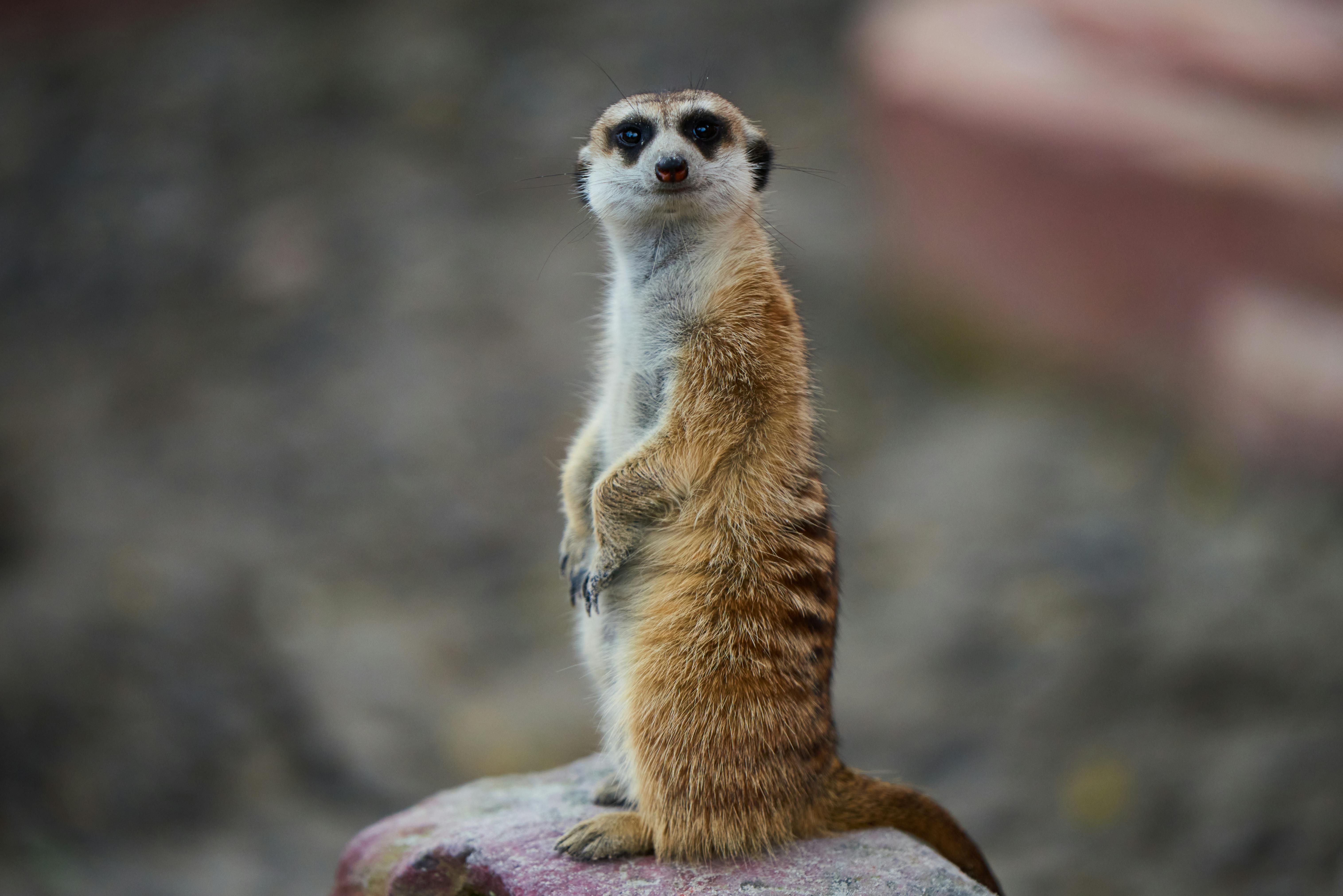 Close up of Standing Meerkat · Free Stock Photo