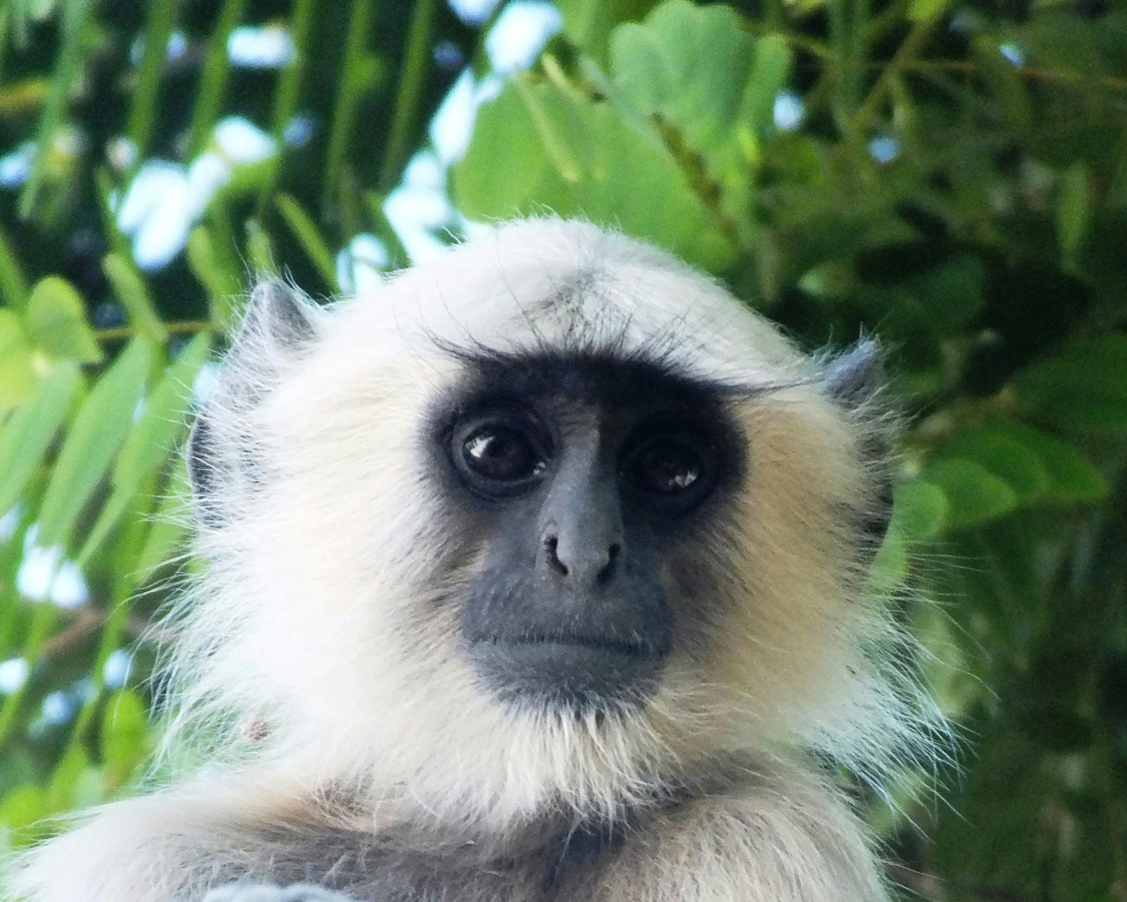 Gratis arkivbilde av ape, apekatt, apekatter.