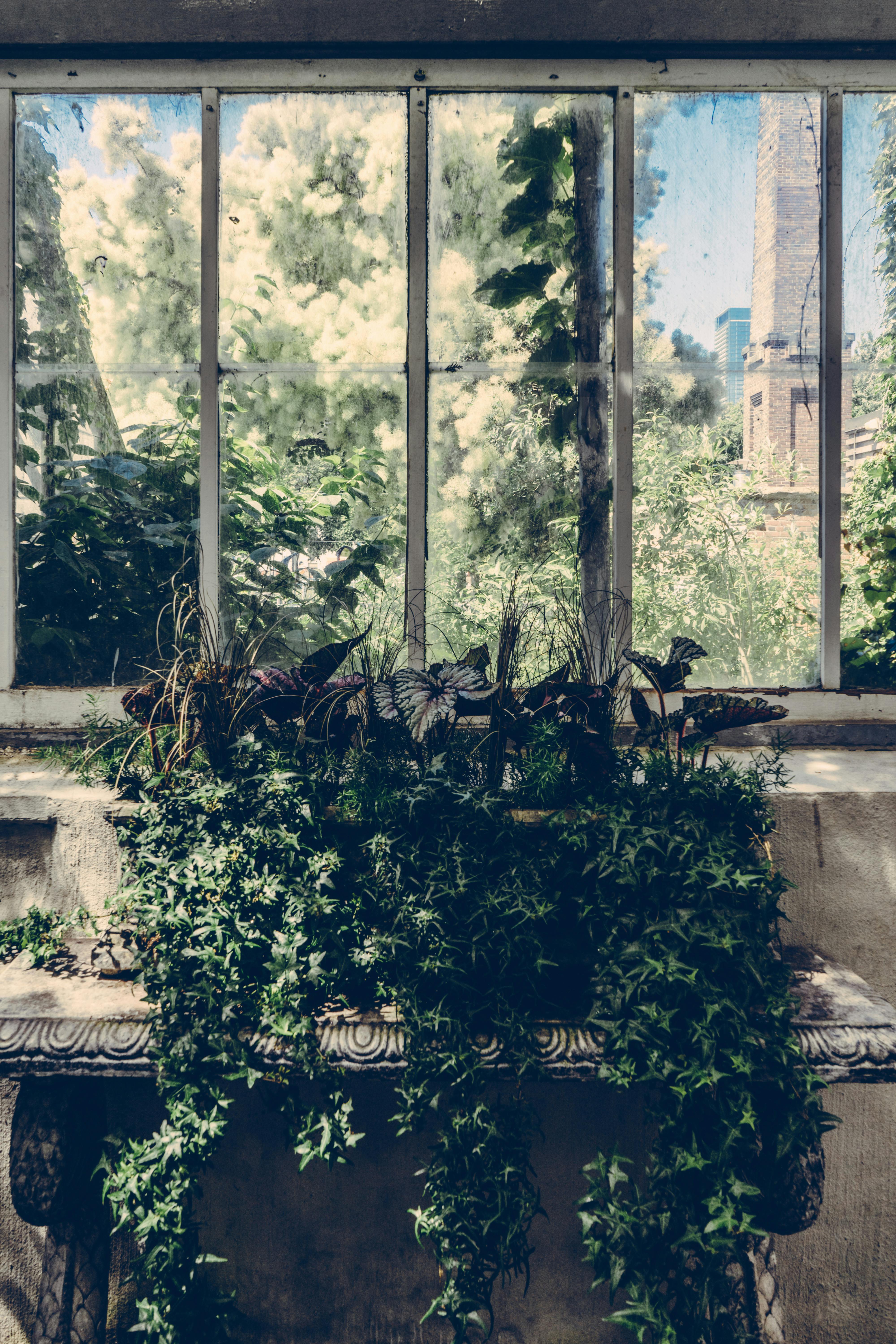 Green Leaf Plant Near Window Pane · Free Stock Photo