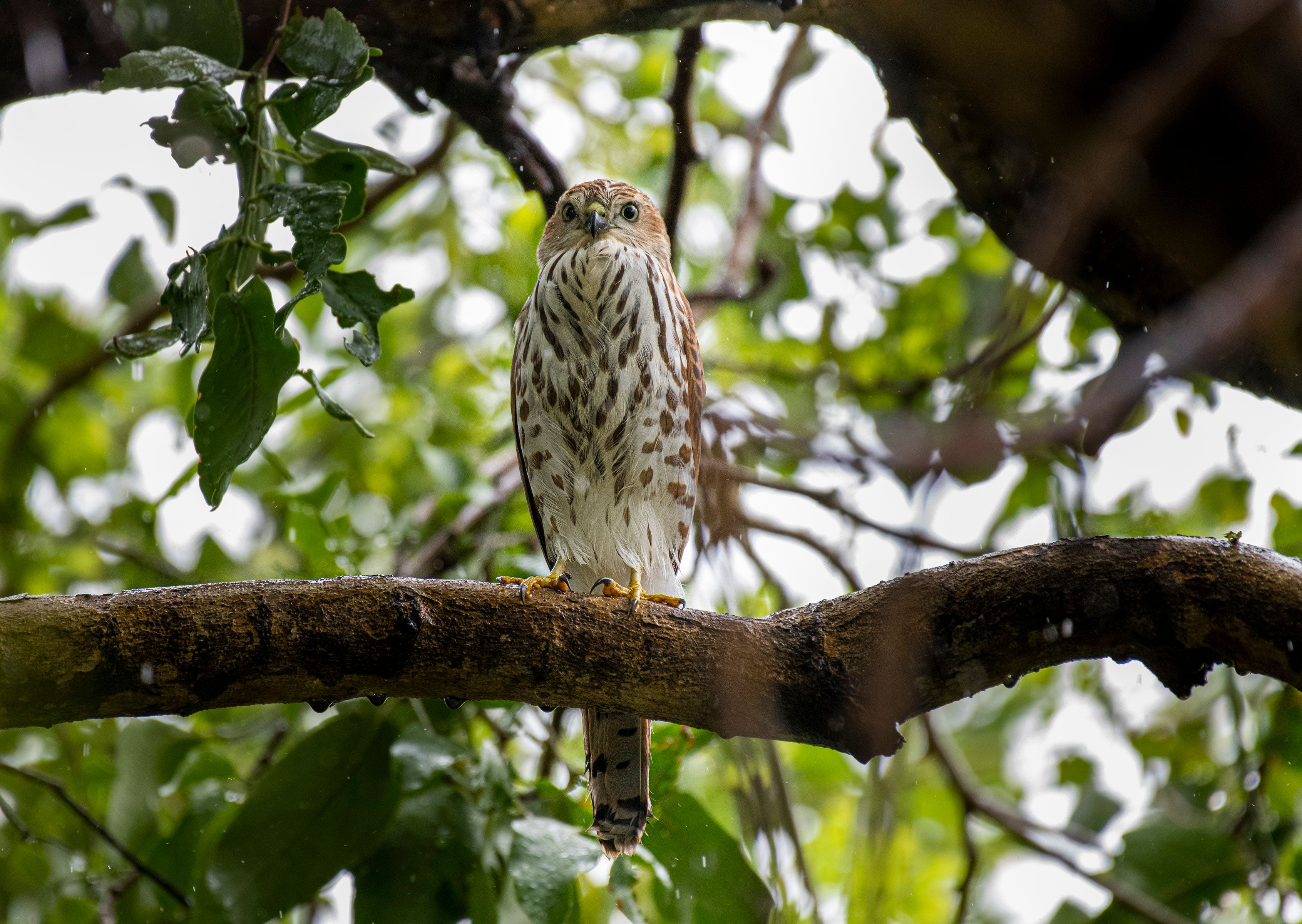 Close up of Shaheen Falcon · Free Stock Photo