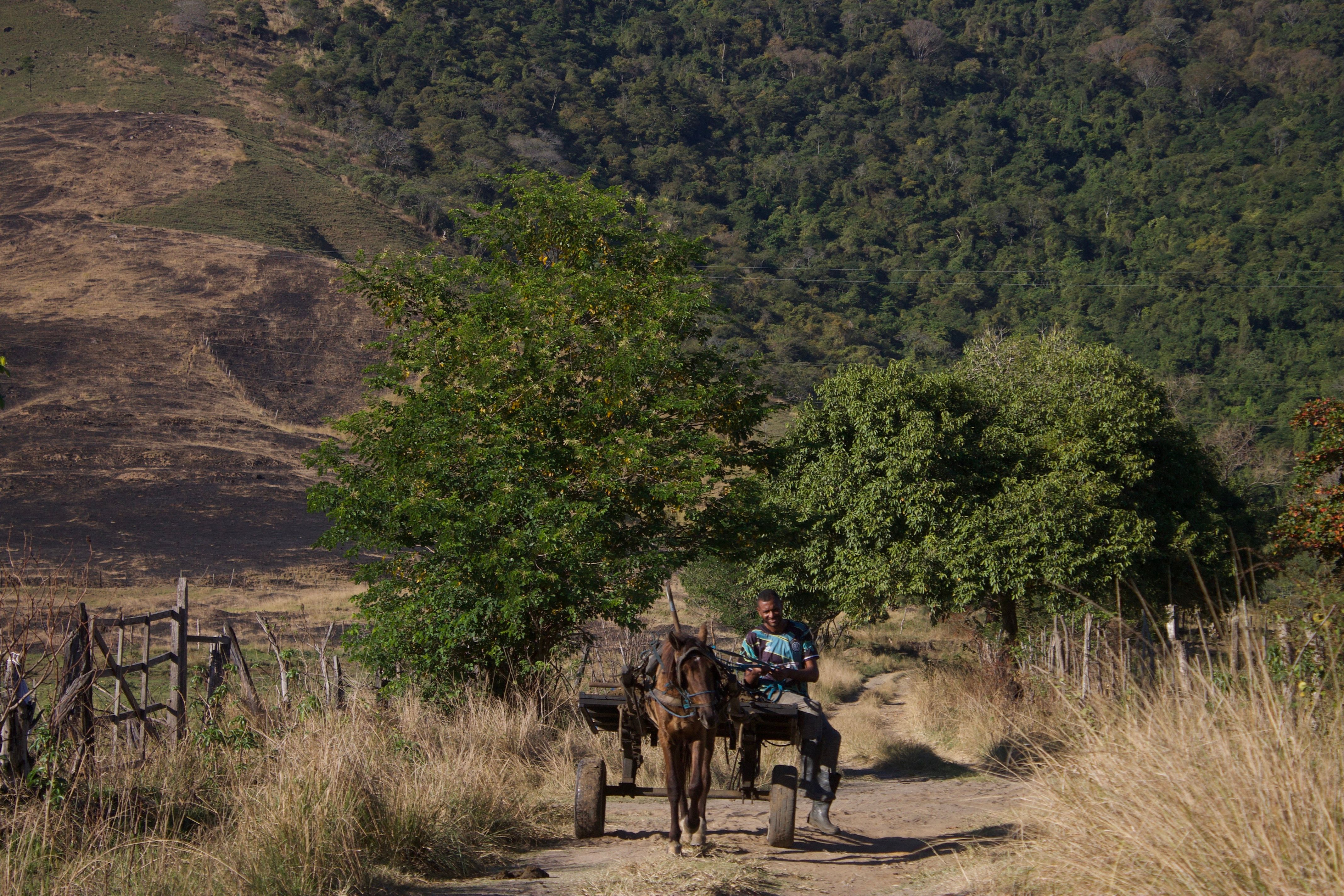 Man Driving a Horse Carriage · Free Stock Photo