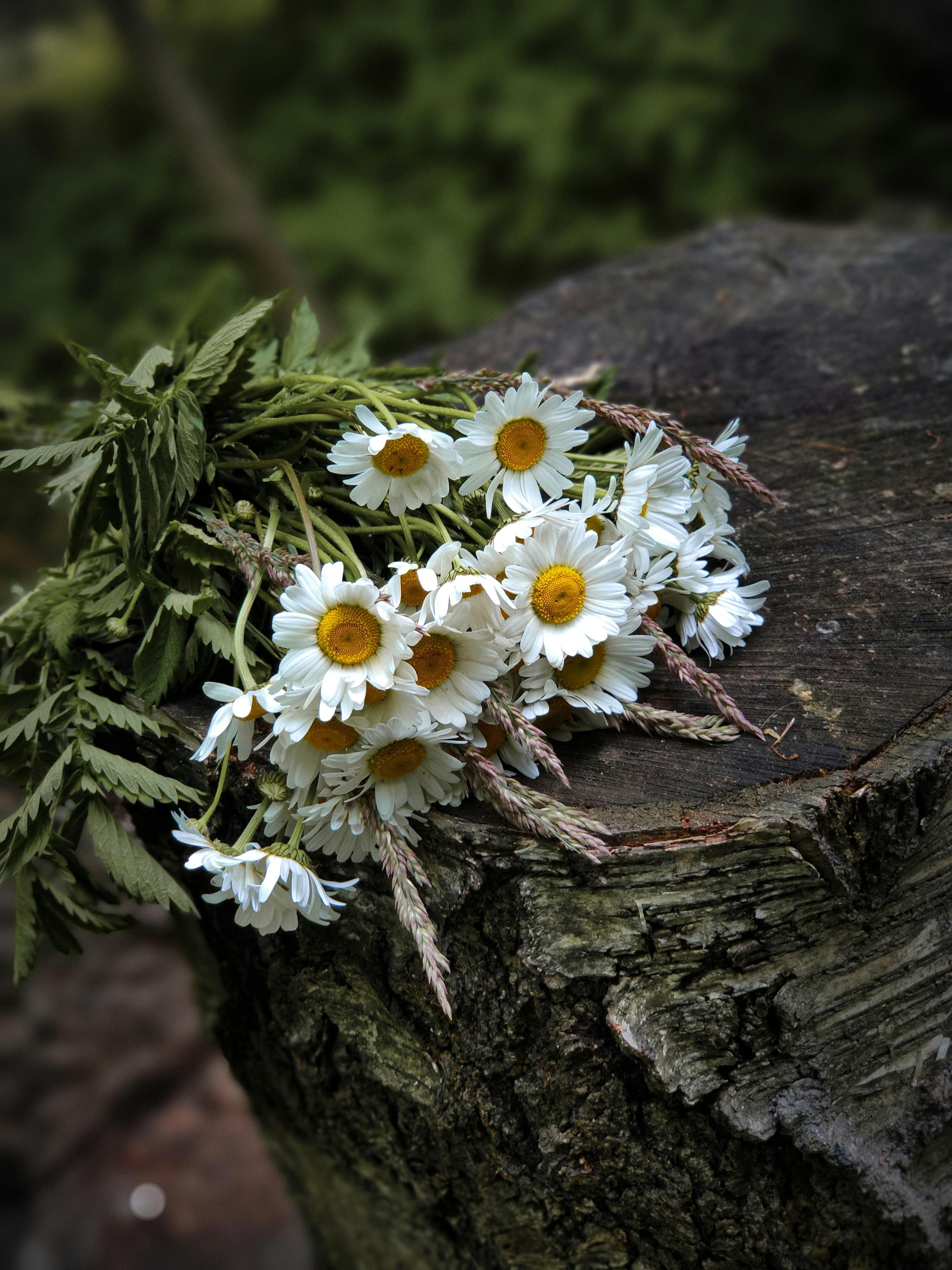 Bundle Banden Photos, Download The BEST Free Bundle Banden Stock Photos ...