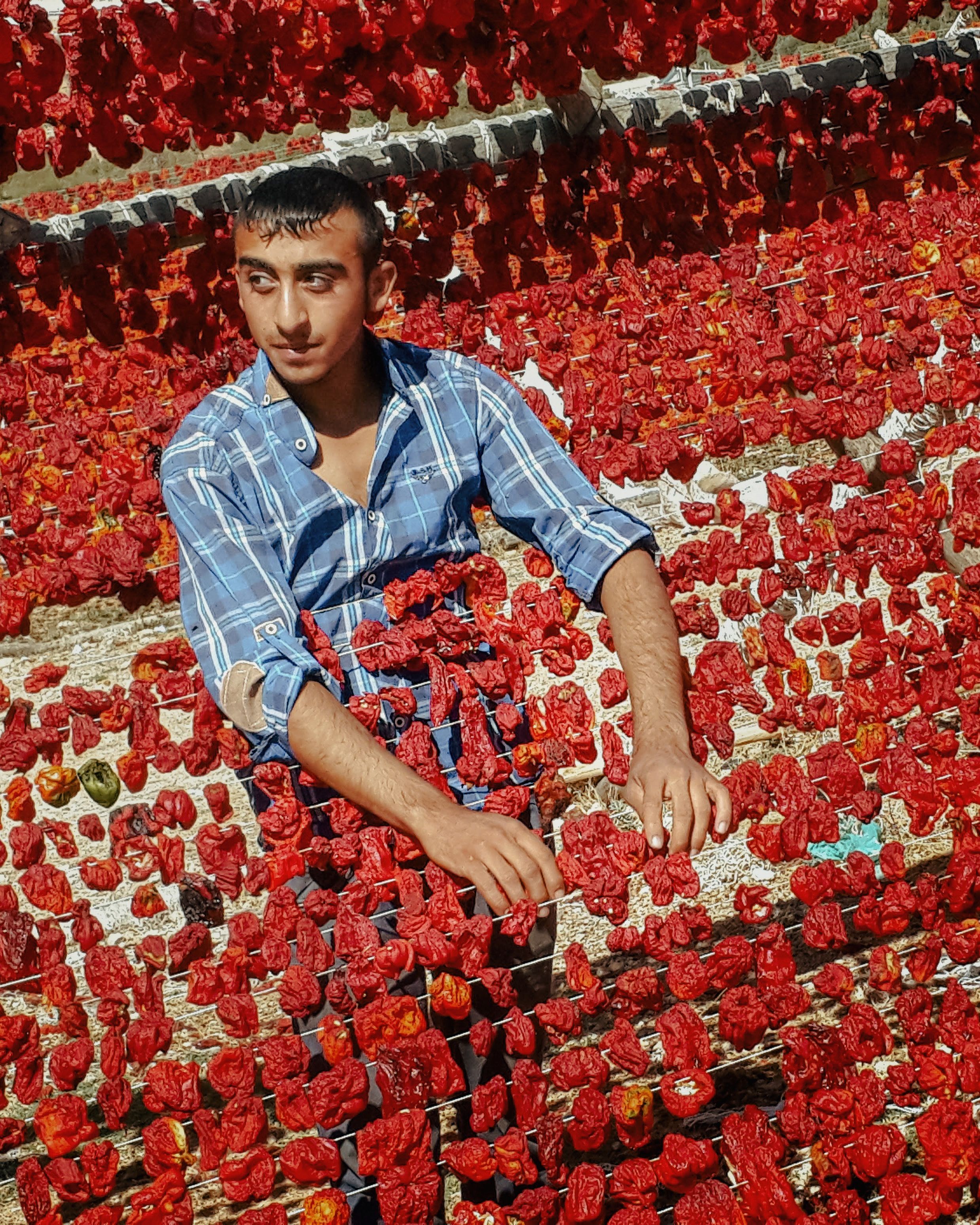 Man Standing among Drying Red Fruit on Strings · Free Stock Photo