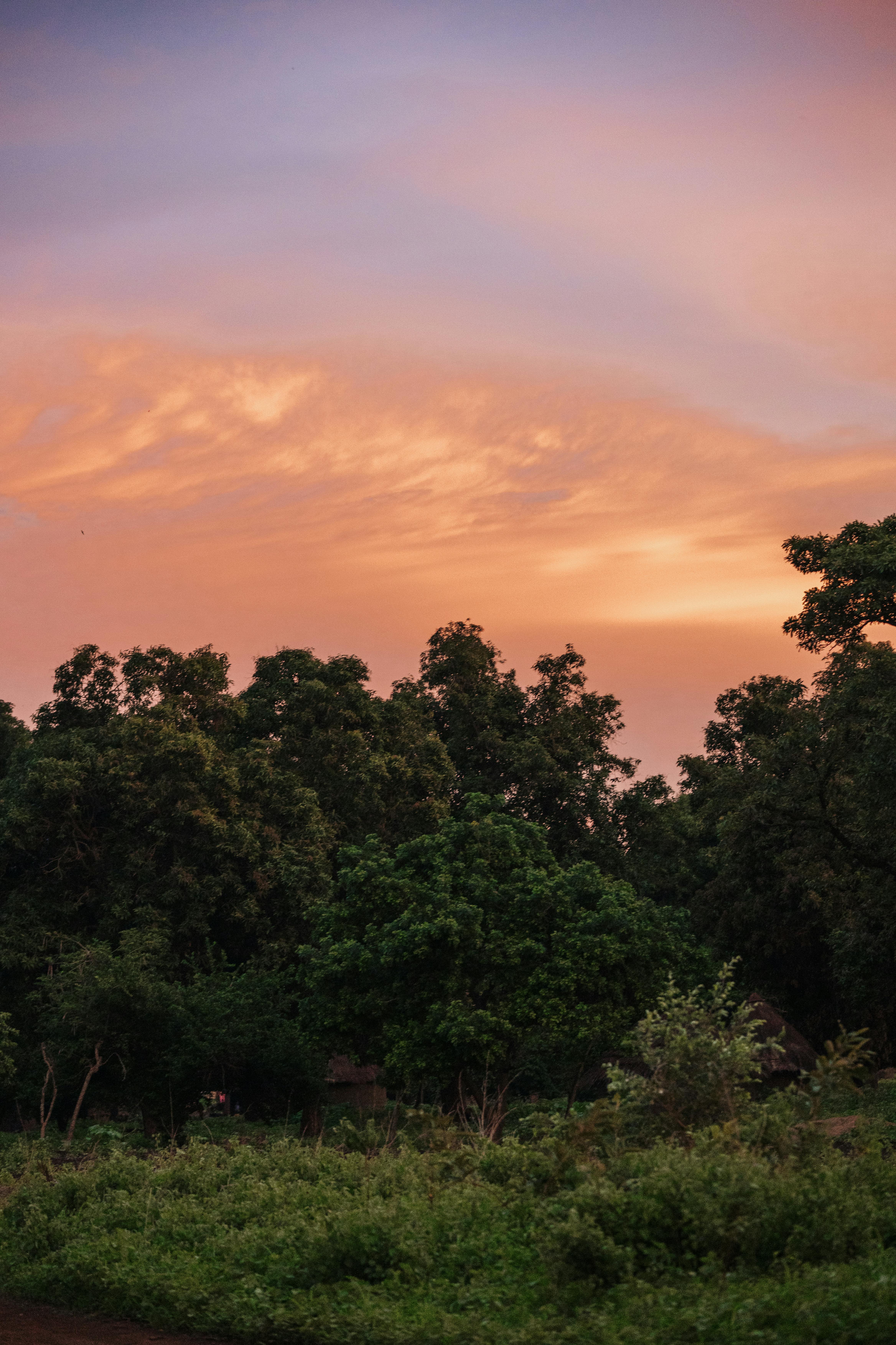 Sunset Sky over Forest · Free Stock Photo