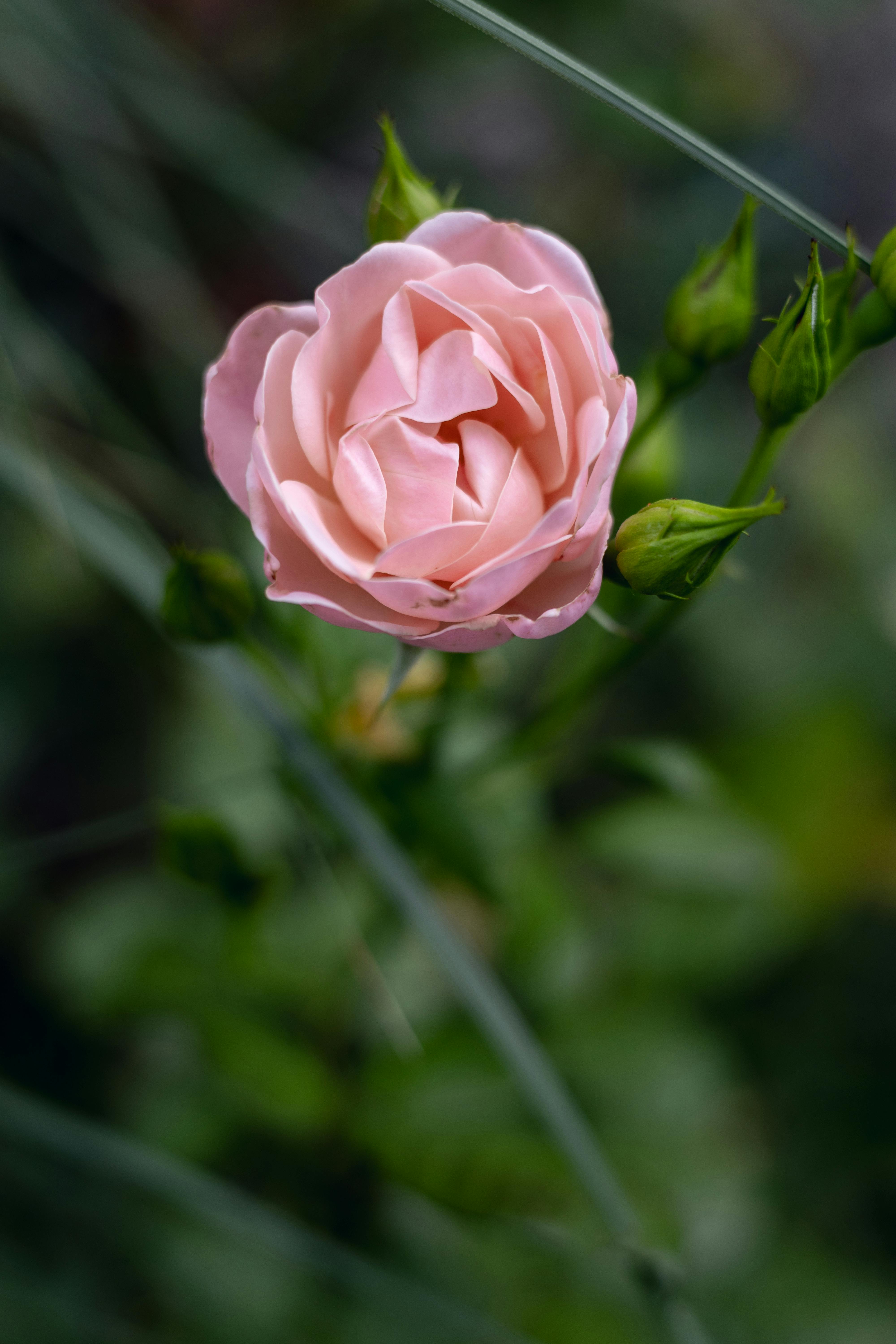 Close up of Pink Rose · Free Stock Photo