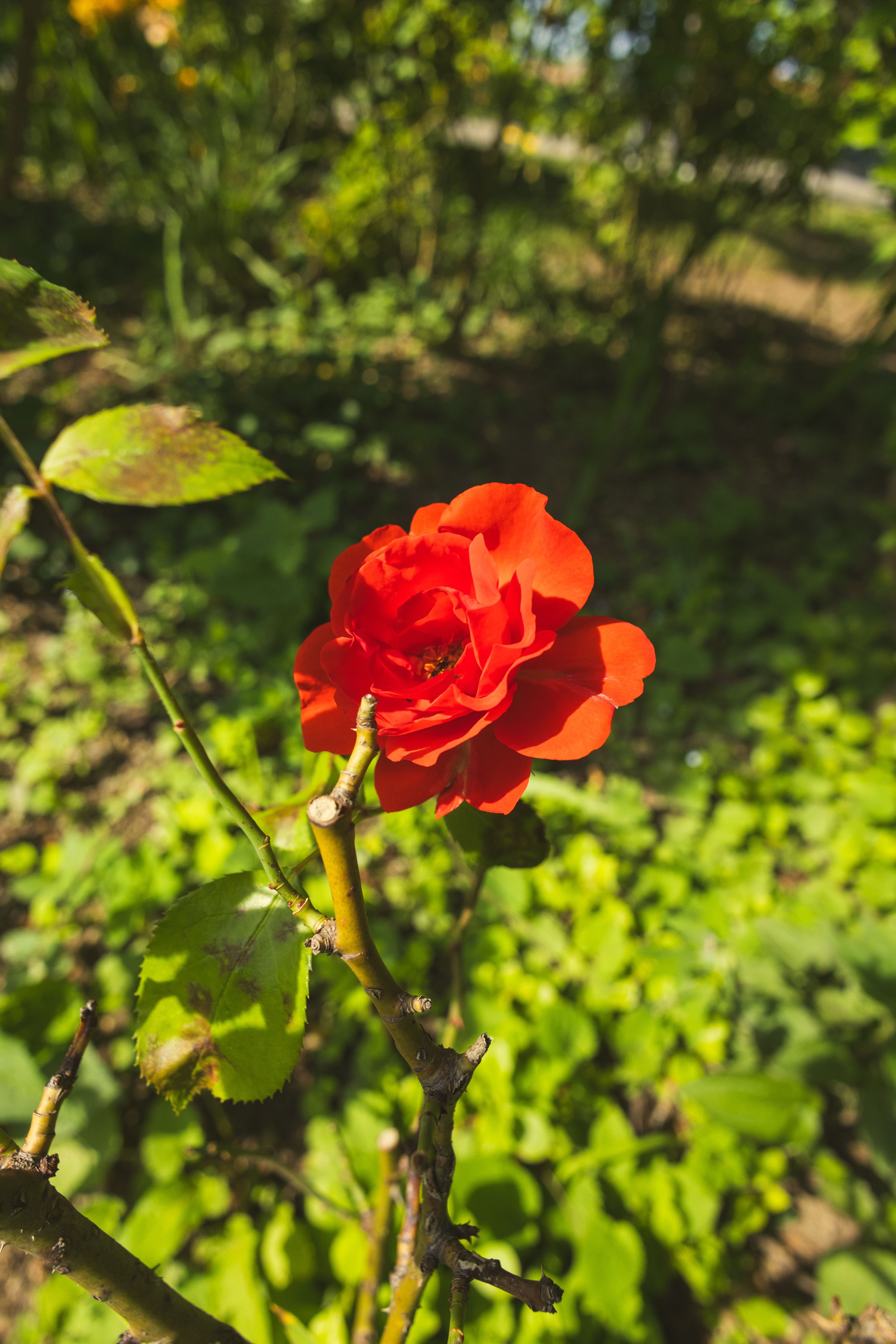 Flower Rose on Branch · Free Stock Photo