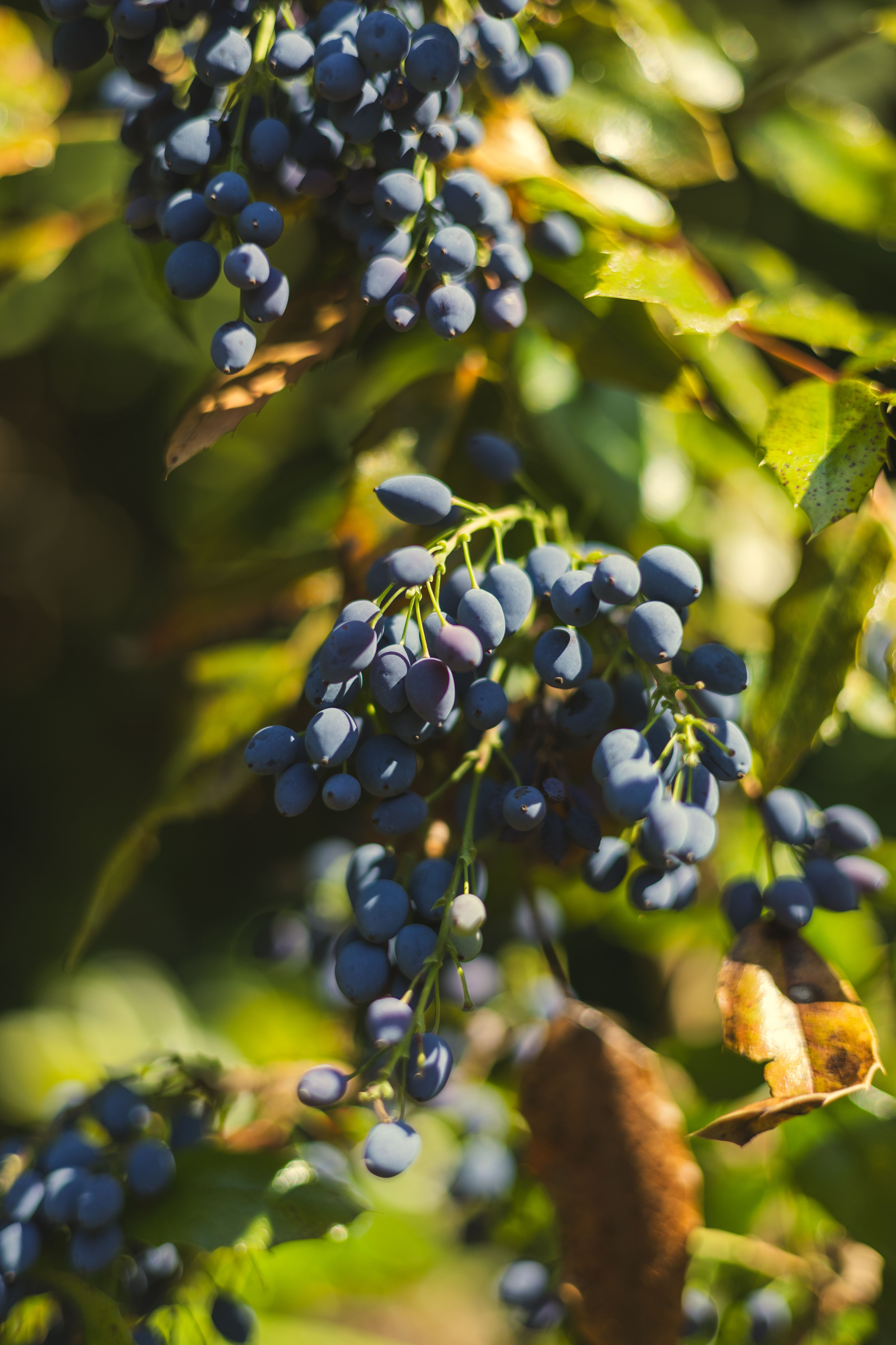 Close up of Berries · Free Stock Photo