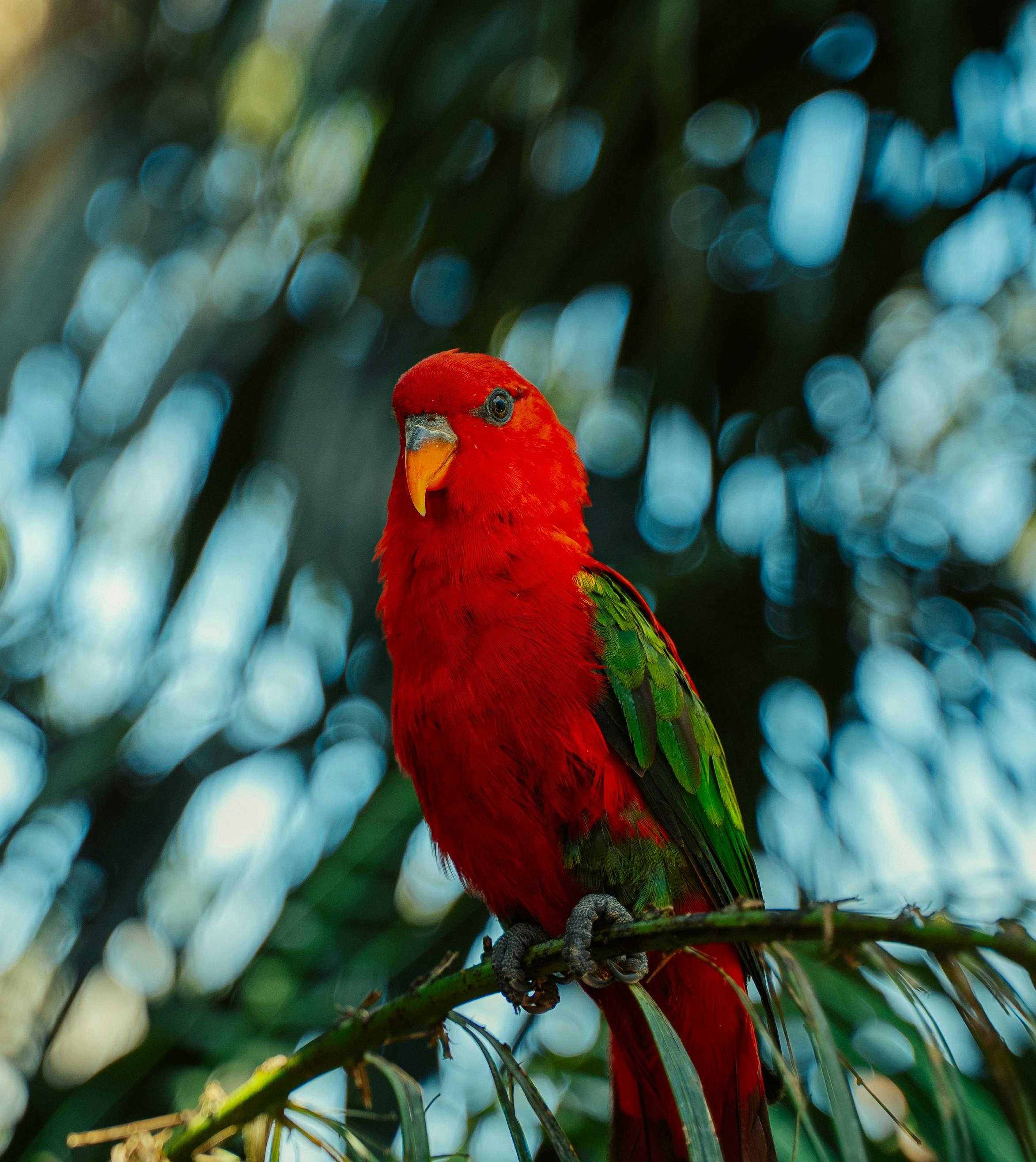 Chattering Lory Parrot on Branch · Free Stock Photo