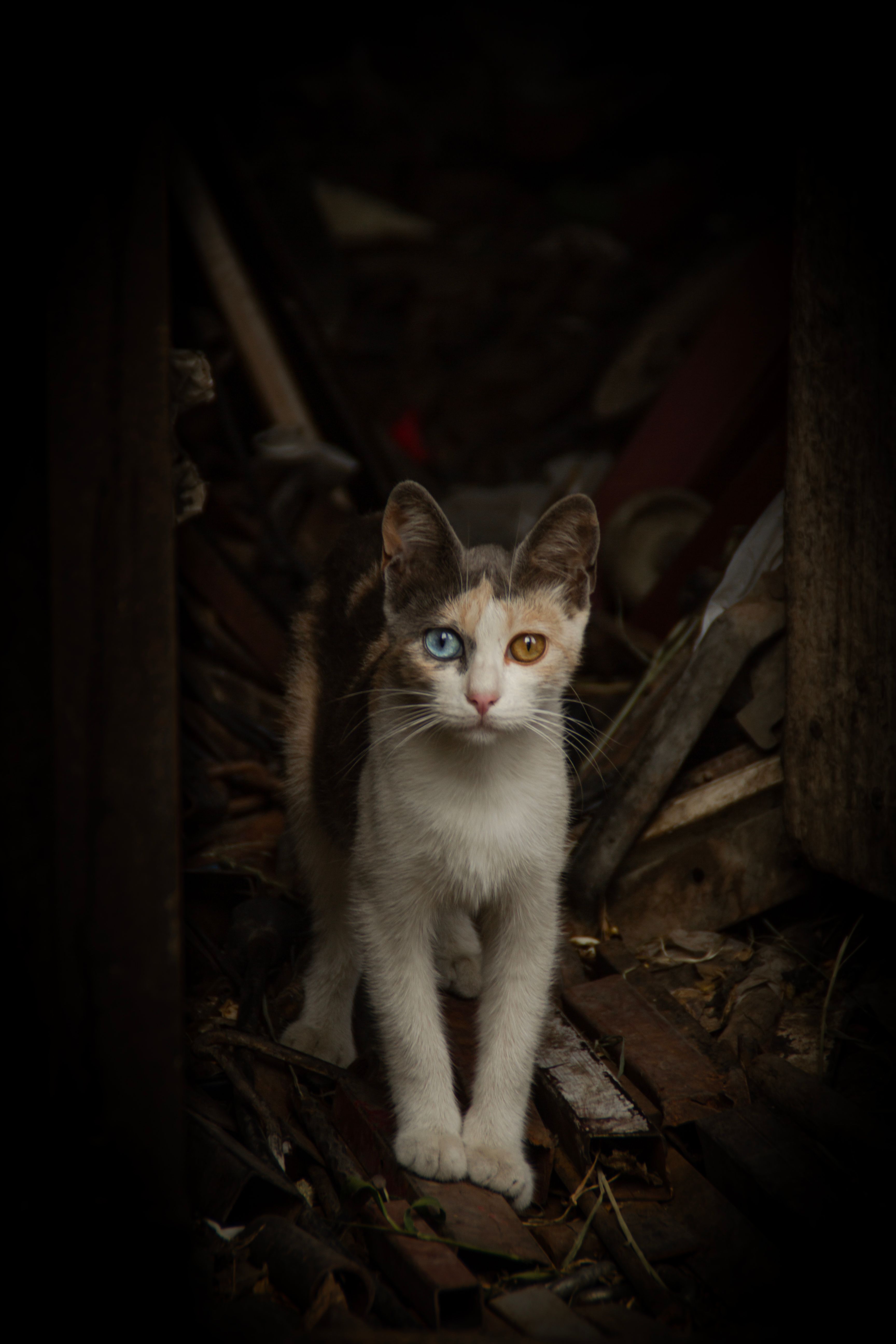 Foto de stock gratuita sobre adopción de mascotas, adorable, animal ...