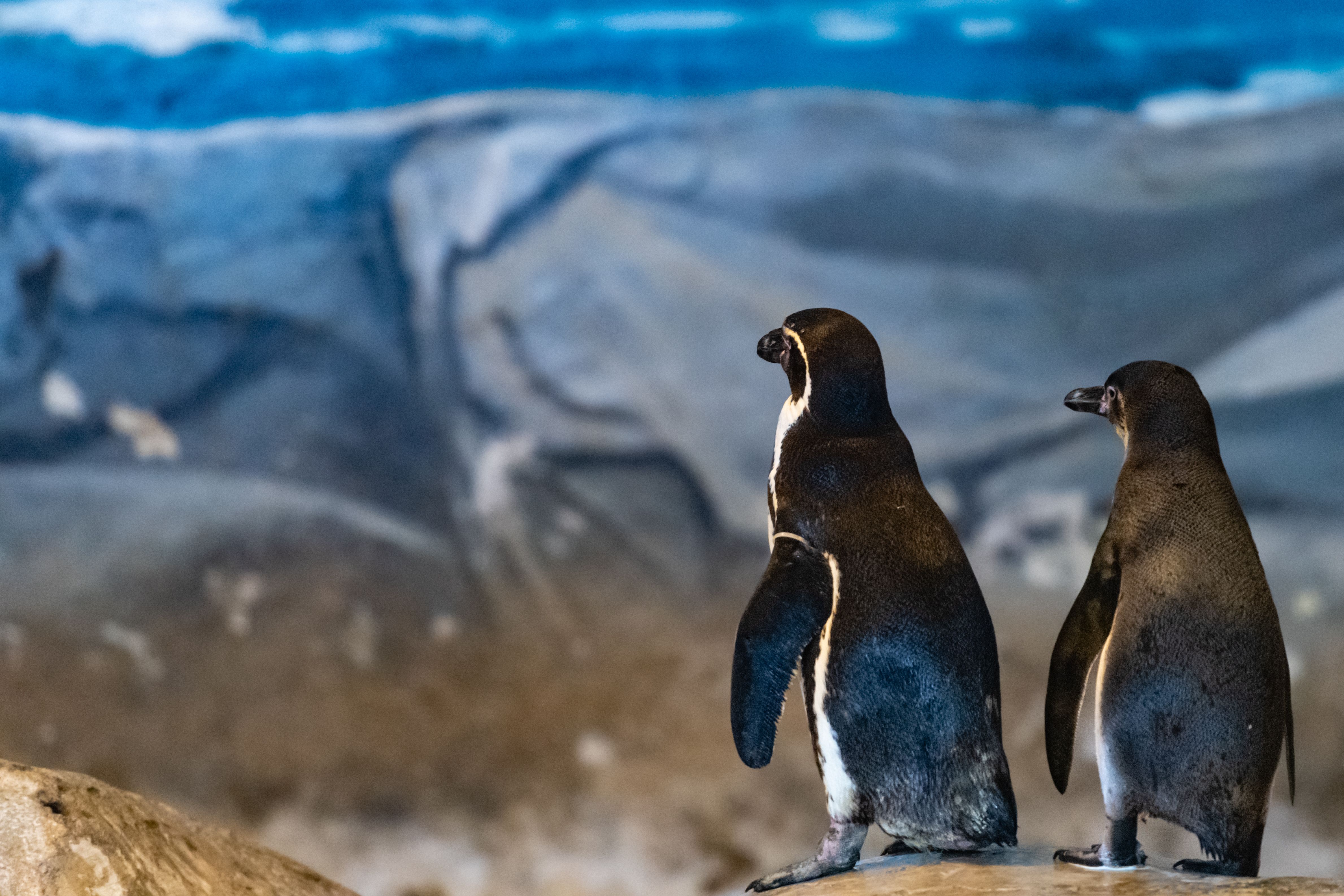 Back View of Penguins · Free Stock Photo