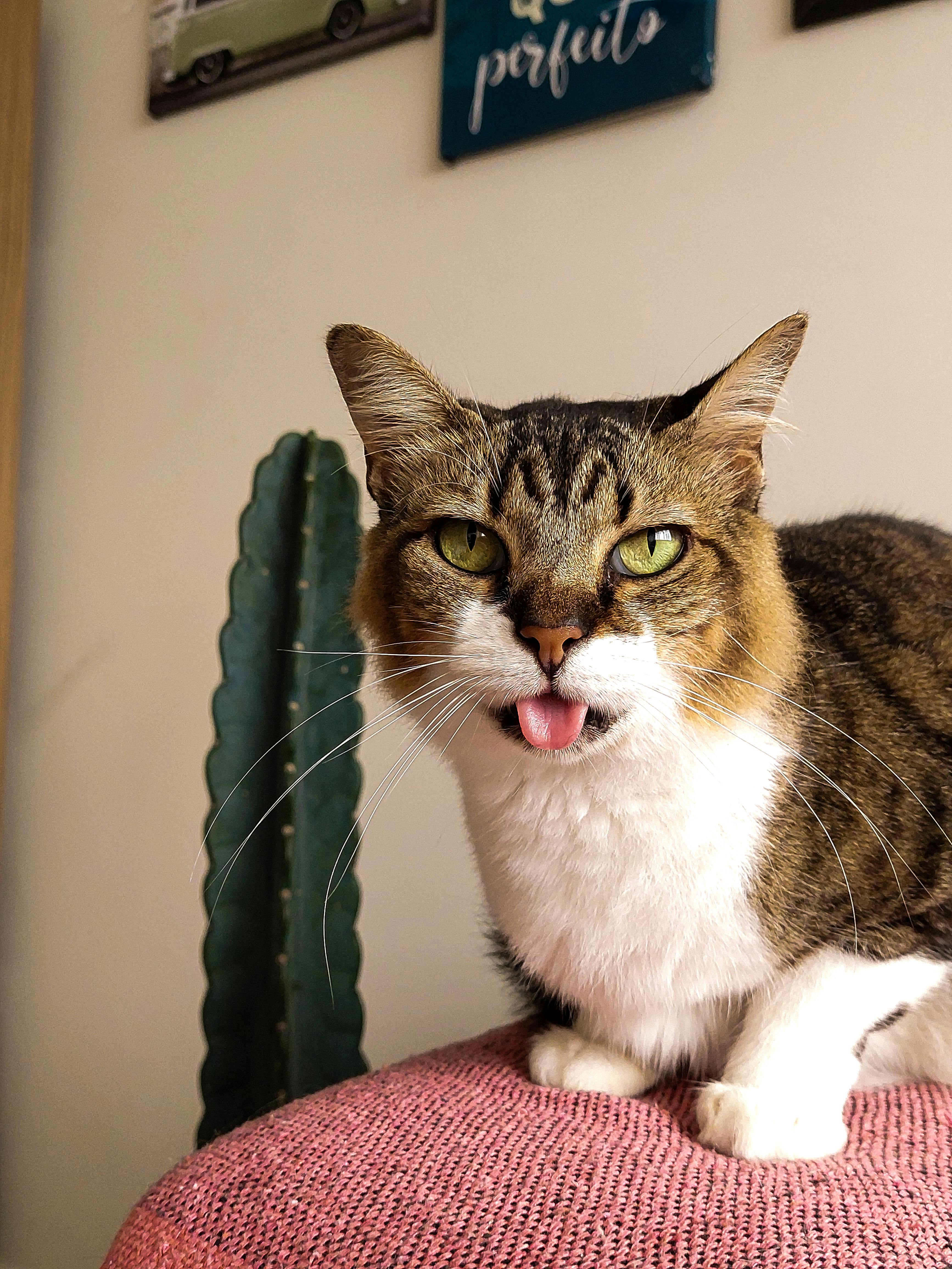 Cat Kitara Photos, Download The BEST Free Cat Kitara Stock Photos & HD ...