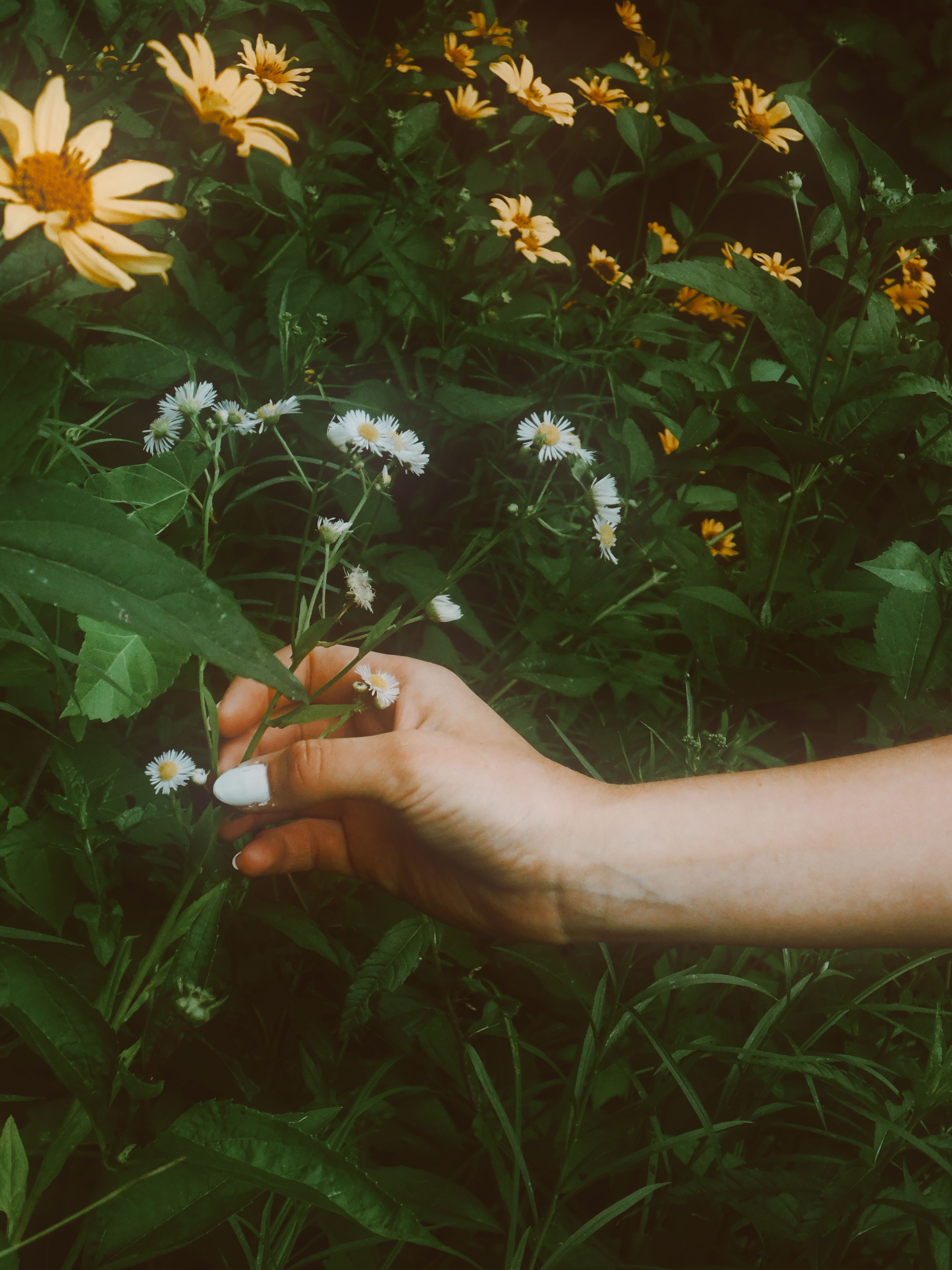 Woman Hand Picking Daisies · Free Stock Photo