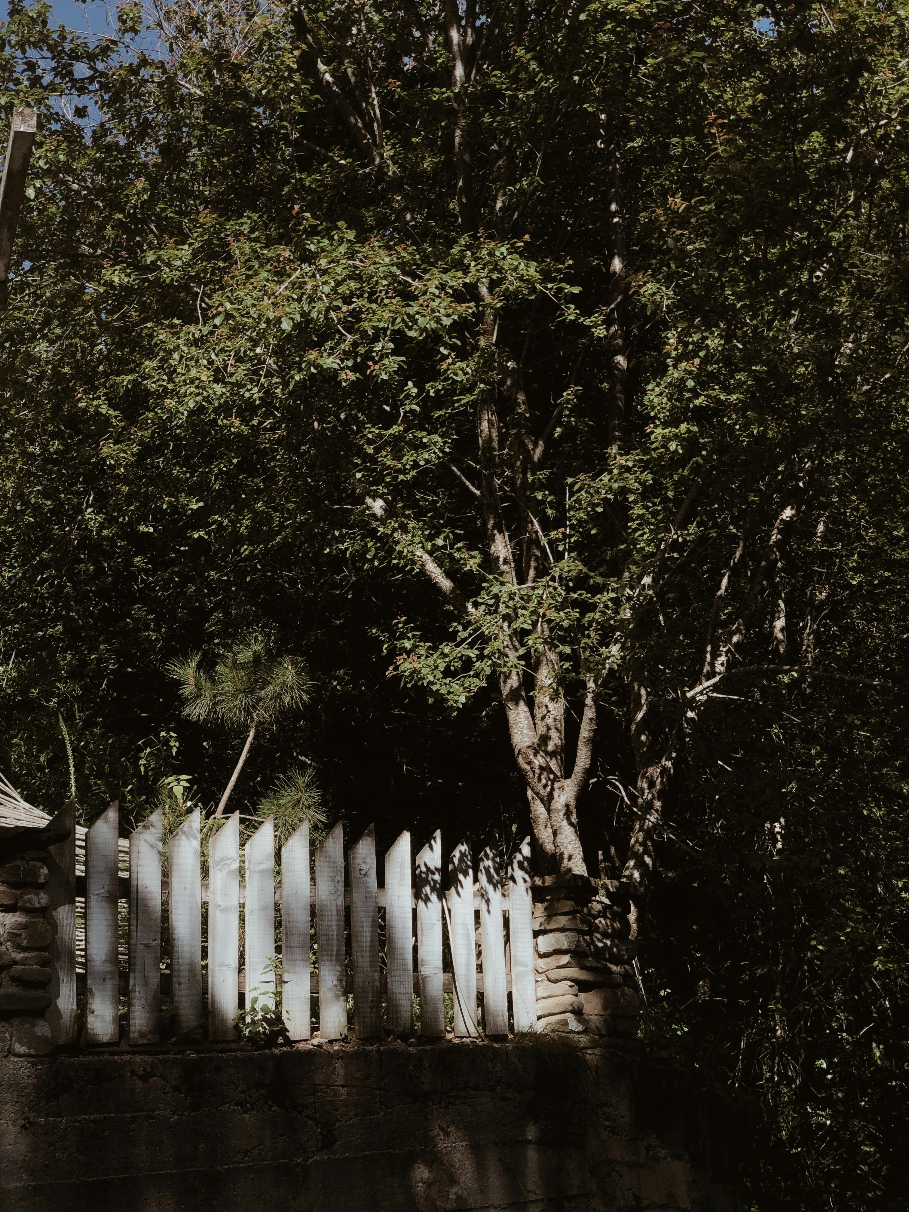 Alpha Shadow Garden Photos, Download The BEST Free Alpha Shadow Garden ...