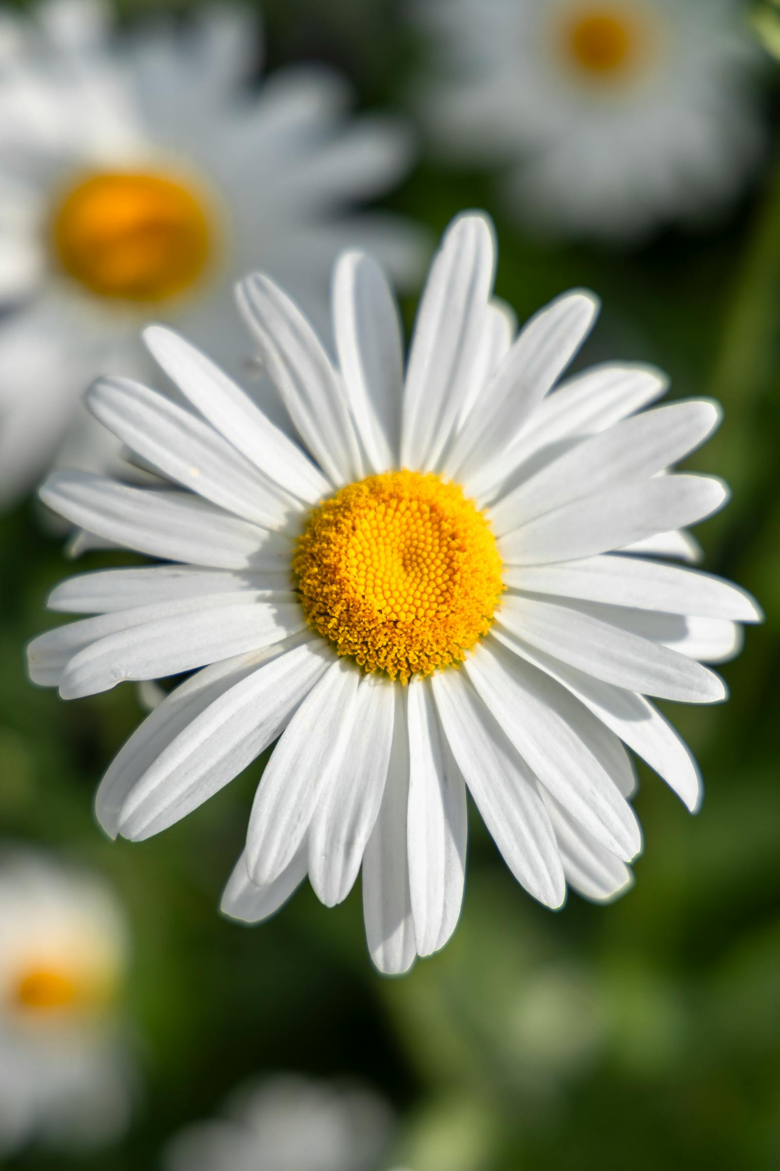 Yam Daisy Photos, Download The BEST Free Yam Daisy Stock Photos & HD Images