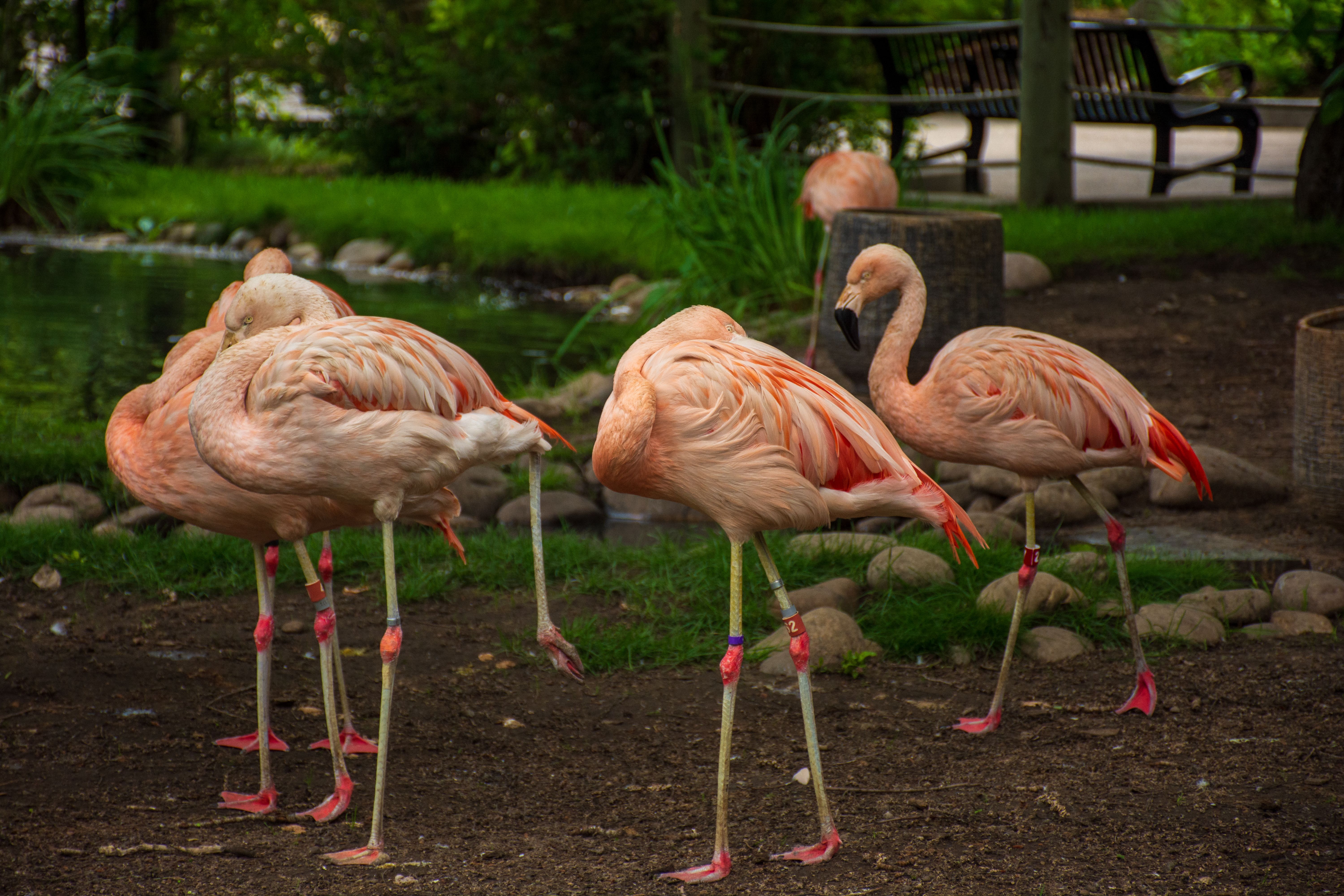 Flock of Lesser Flamingo · Free Stock Photo