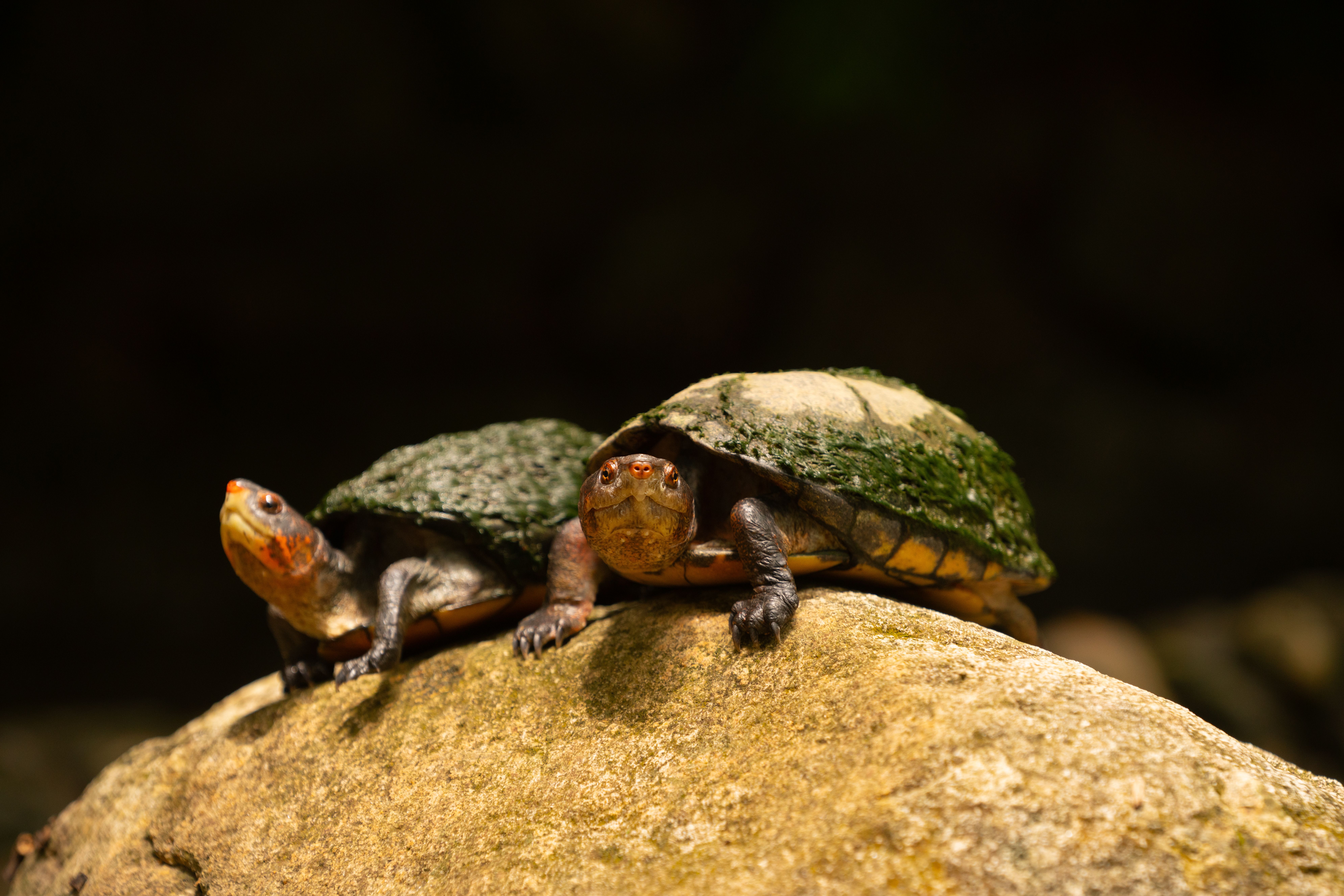 Turtles on a Stone · Free Stock Photo