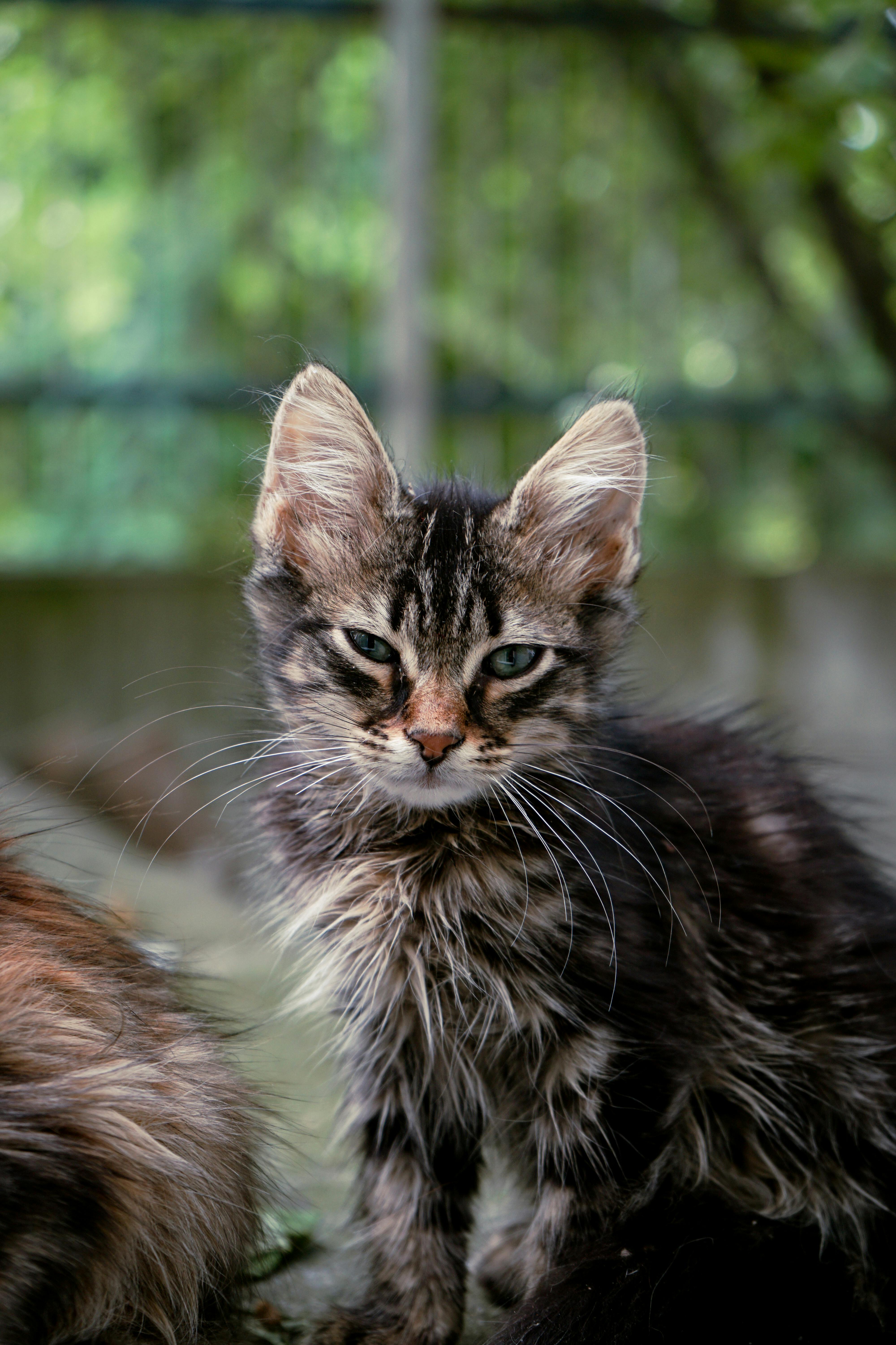 Close up of Kitten · Free Stock Photo