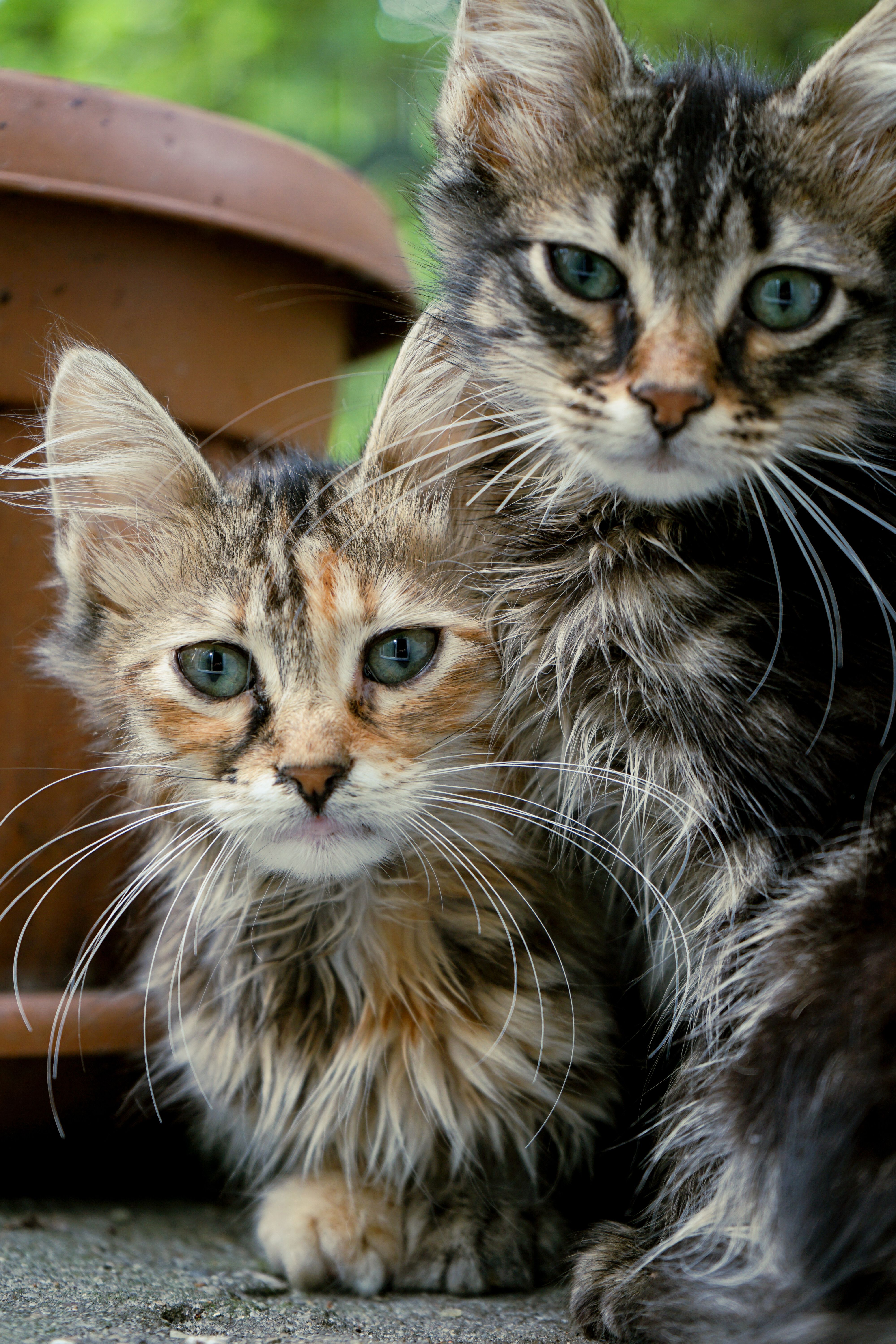 Kittens In Nature Photos, Download The BEST Free Kittens In Nature ...