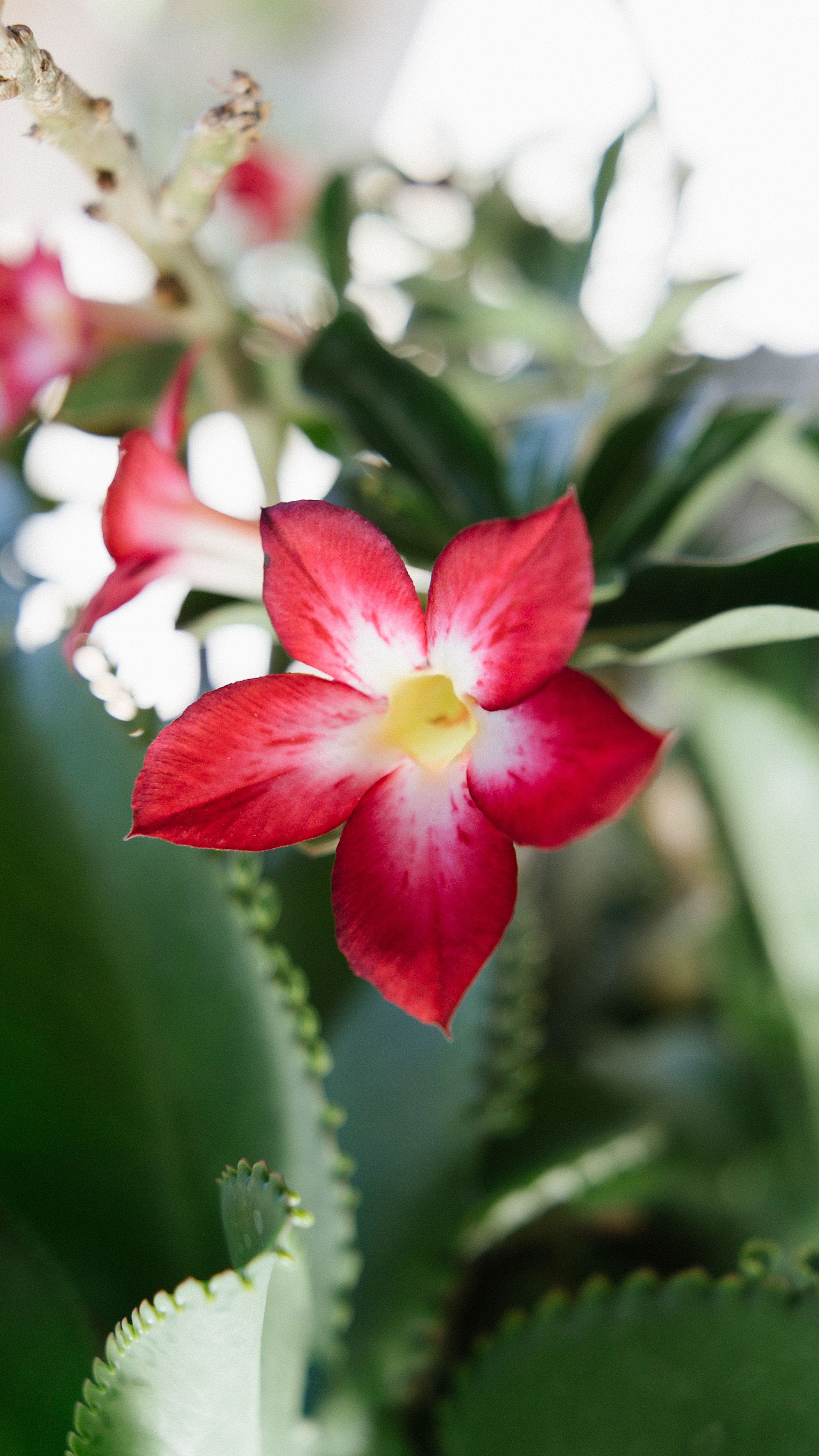 Red Desert Rose Flower · Free Stock Photo
