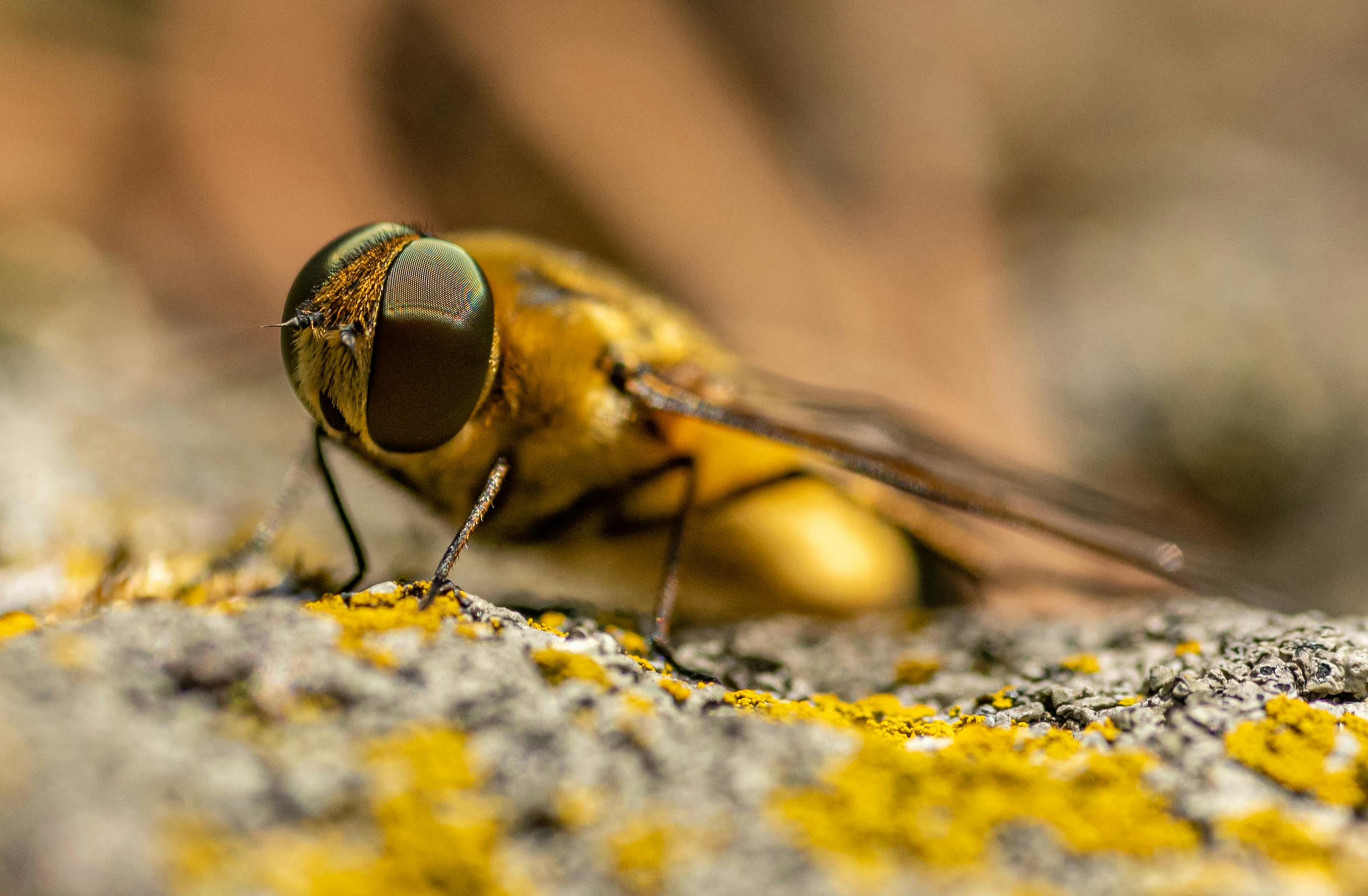 Close up of Fly · Free Stock Photo