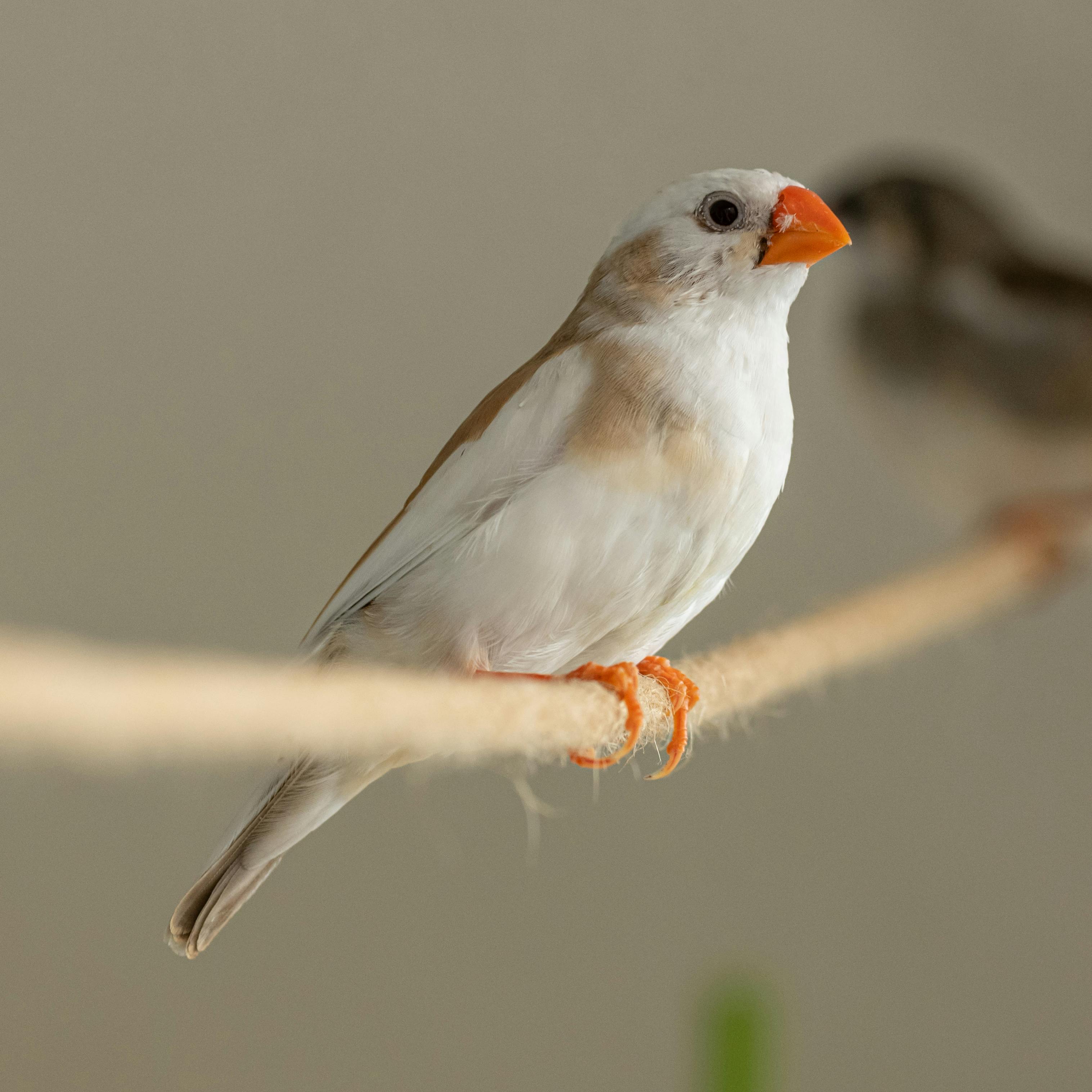 White Finch Bird · Free Stock Photo