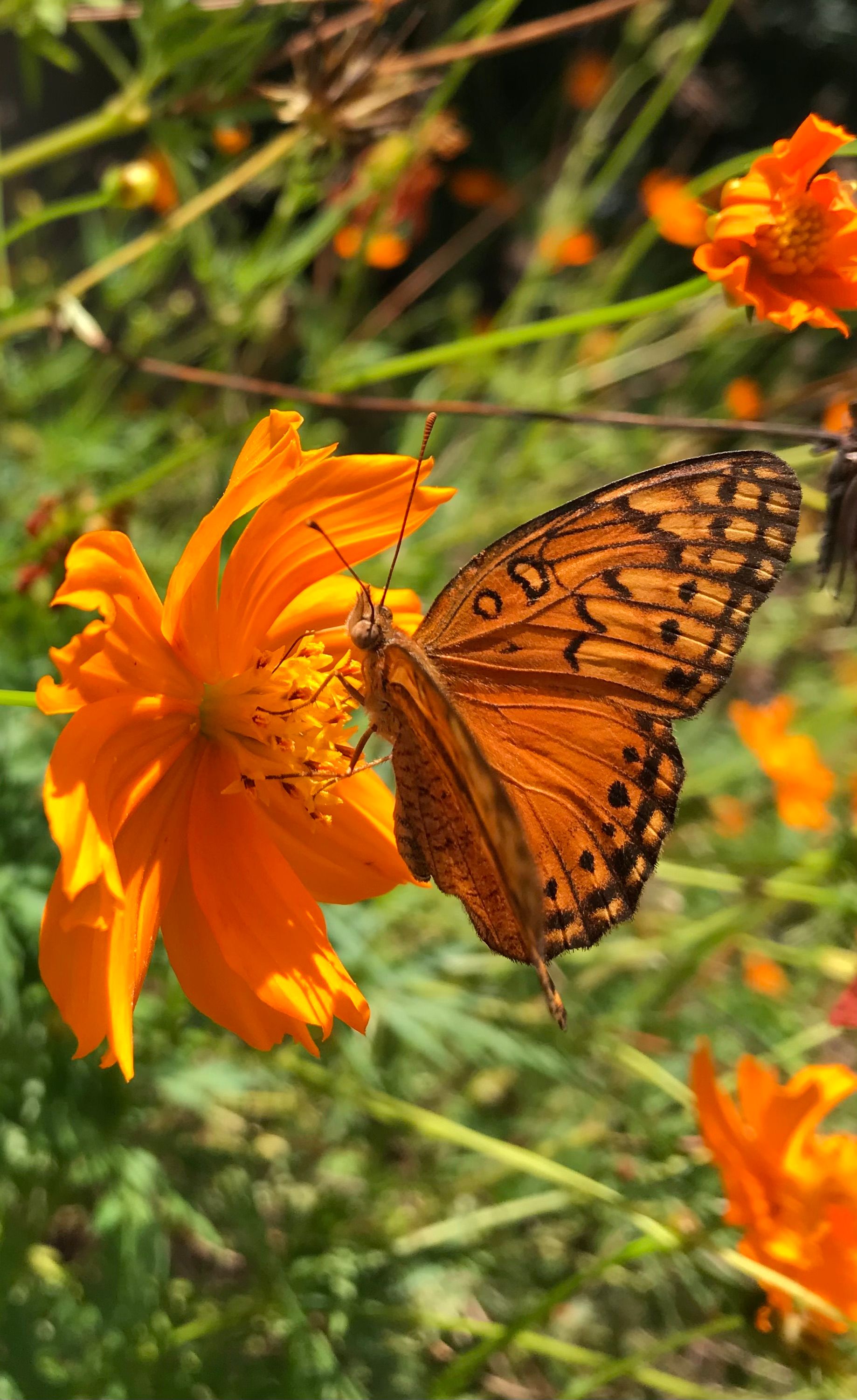 4k Wallpaperat Butterfly Photos, Download The BEST Free 4k Wallpaperat ...