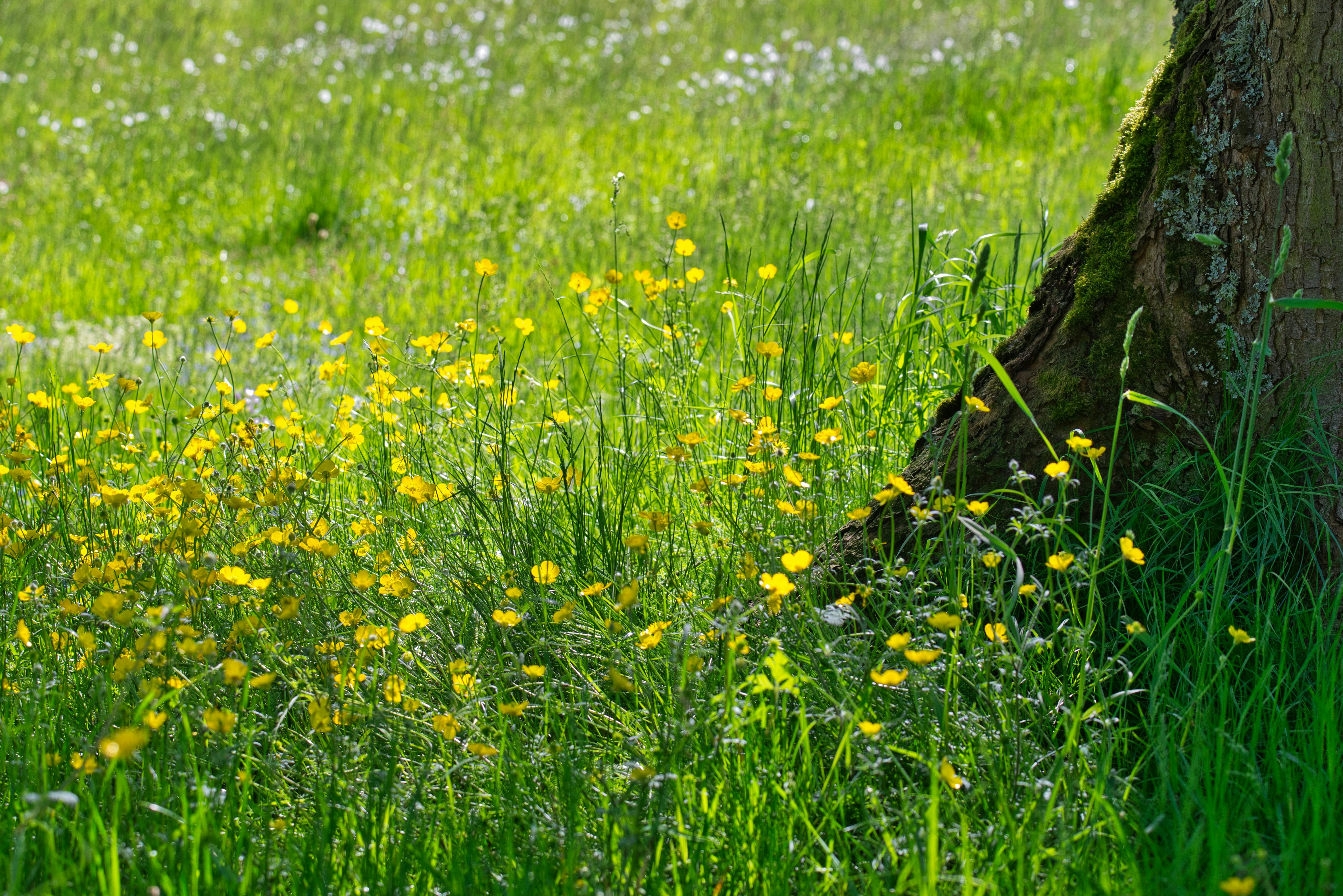Yellow Flowers near Tree · Free Stock Photo