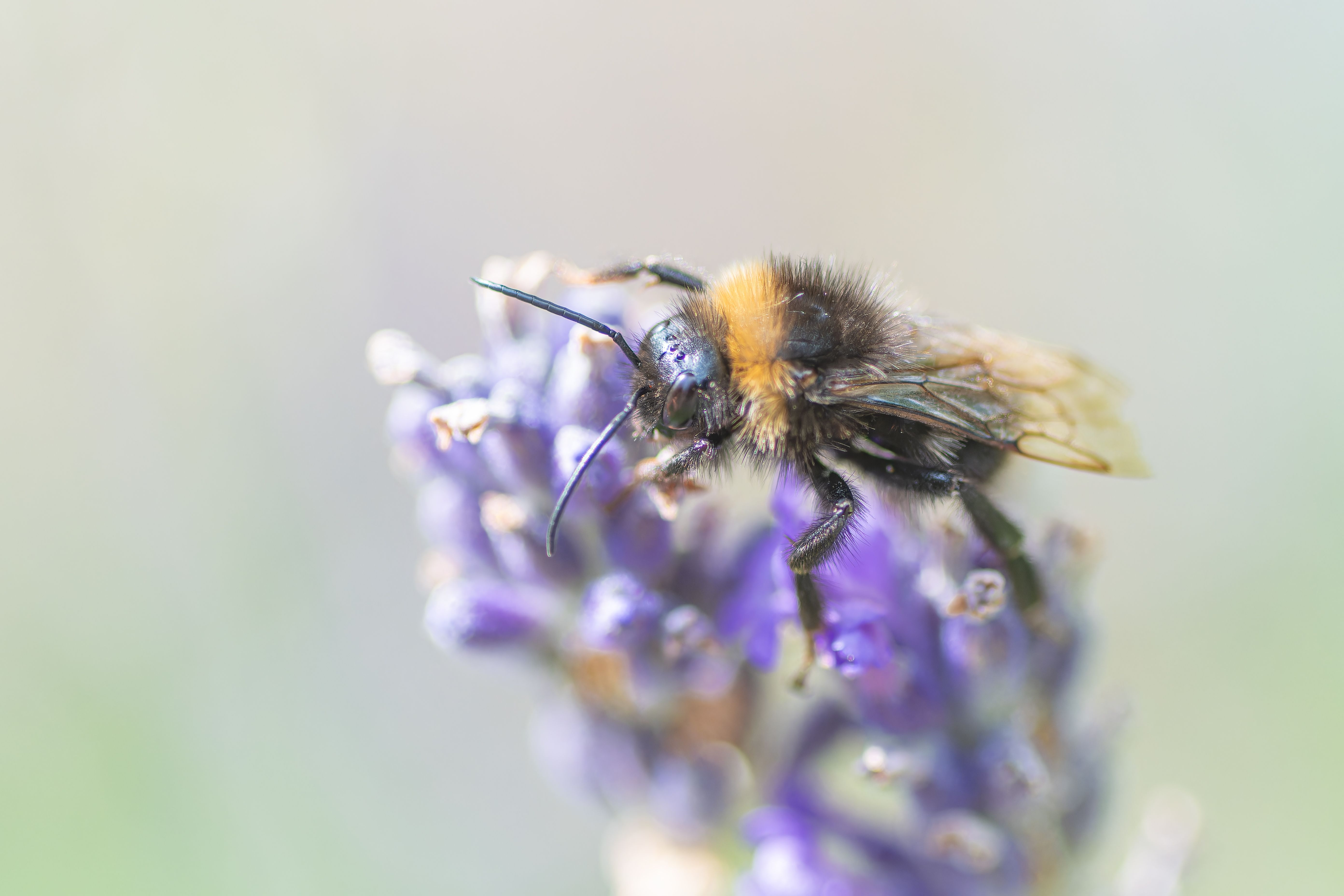 Small Honeybee Photos, Download The BEST Free Small Honeybee Stock ...
