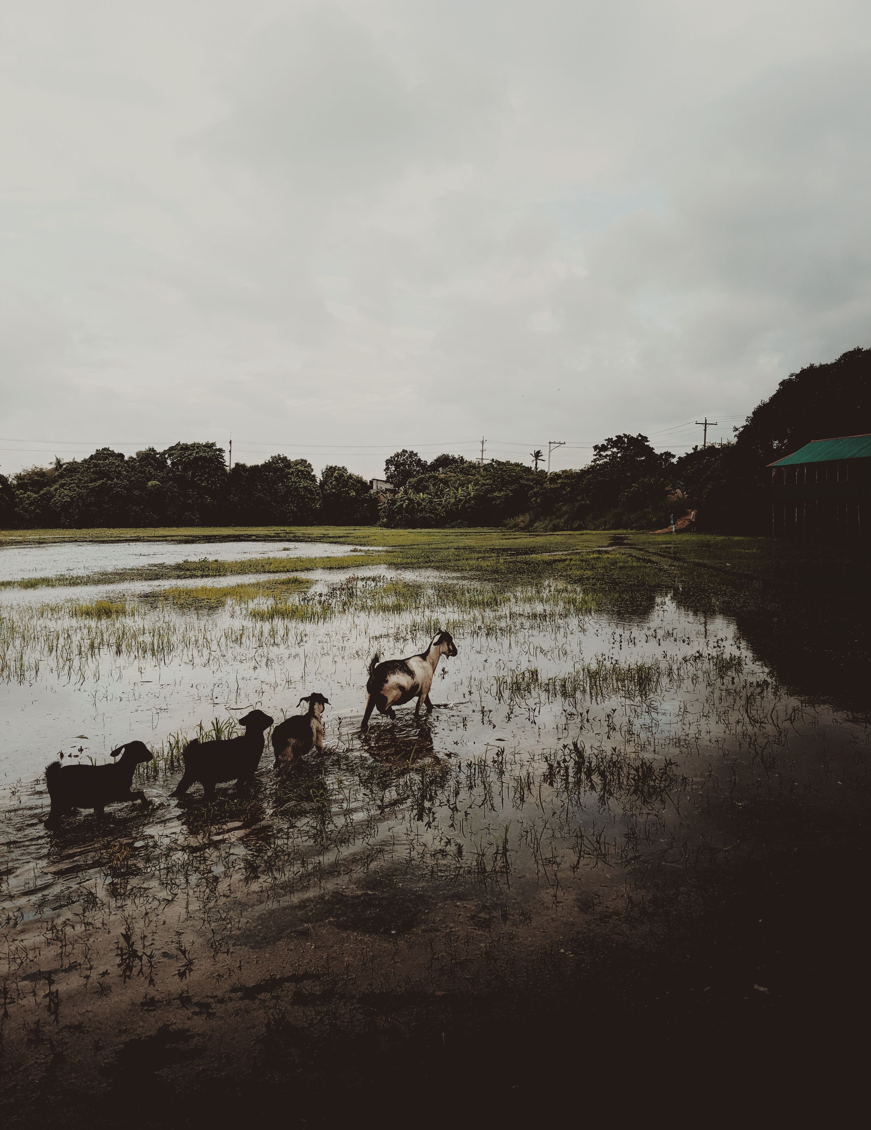 Goats in Water on Field · Free Stock Photo