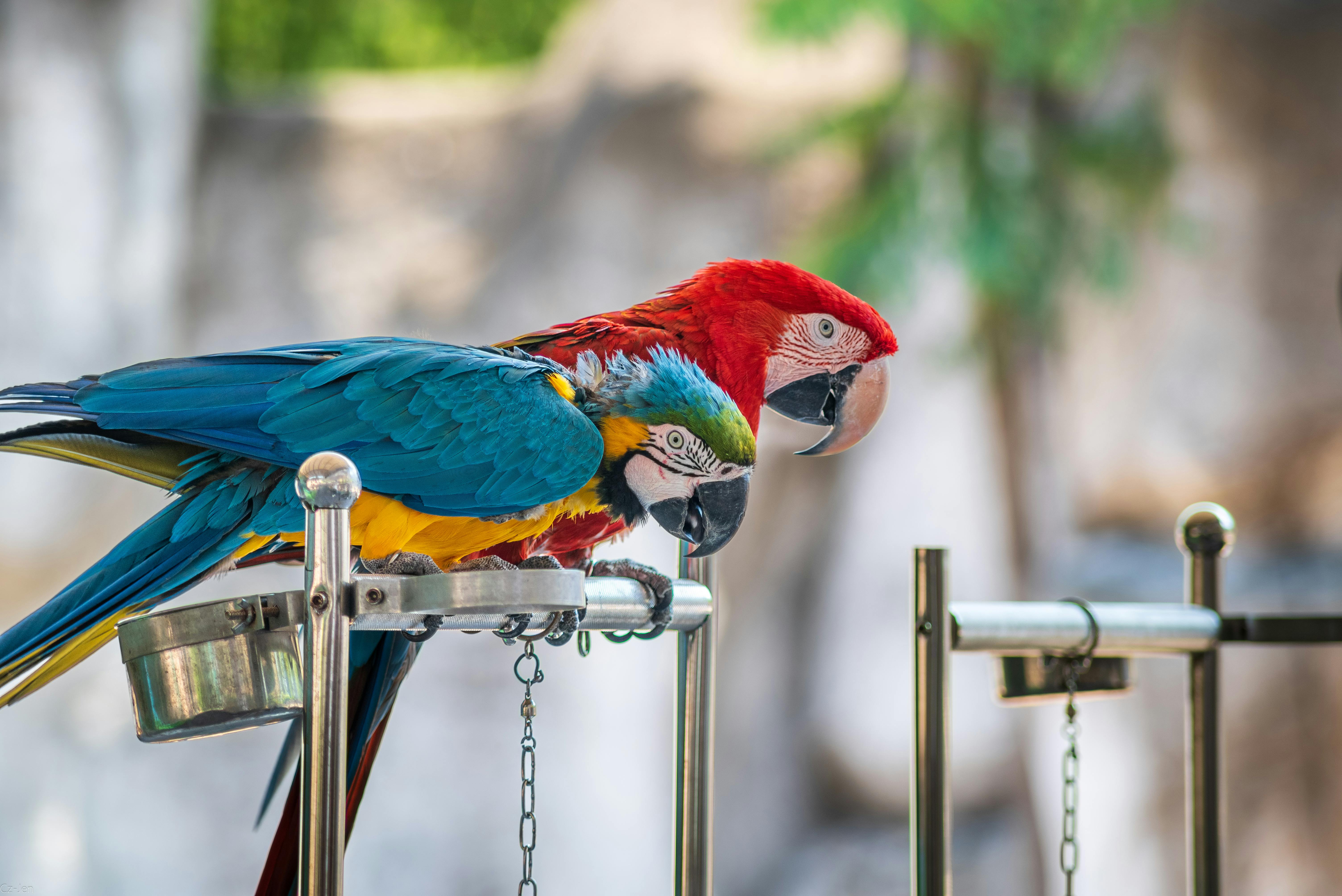 Close up of Colorful Parrots · Free Stock Photo