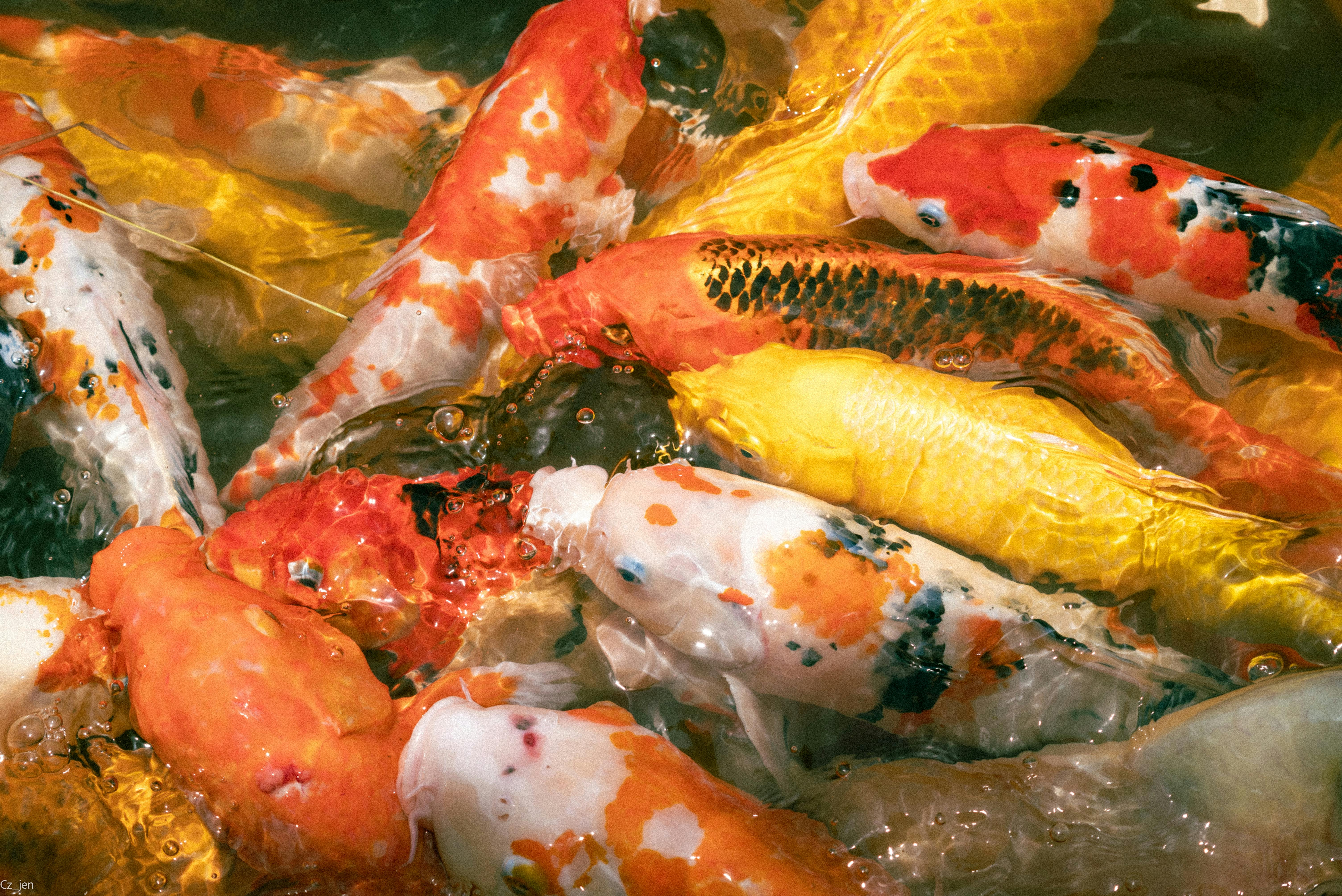 Red Koi Fish Swimming in Pond · Free Stock Photo