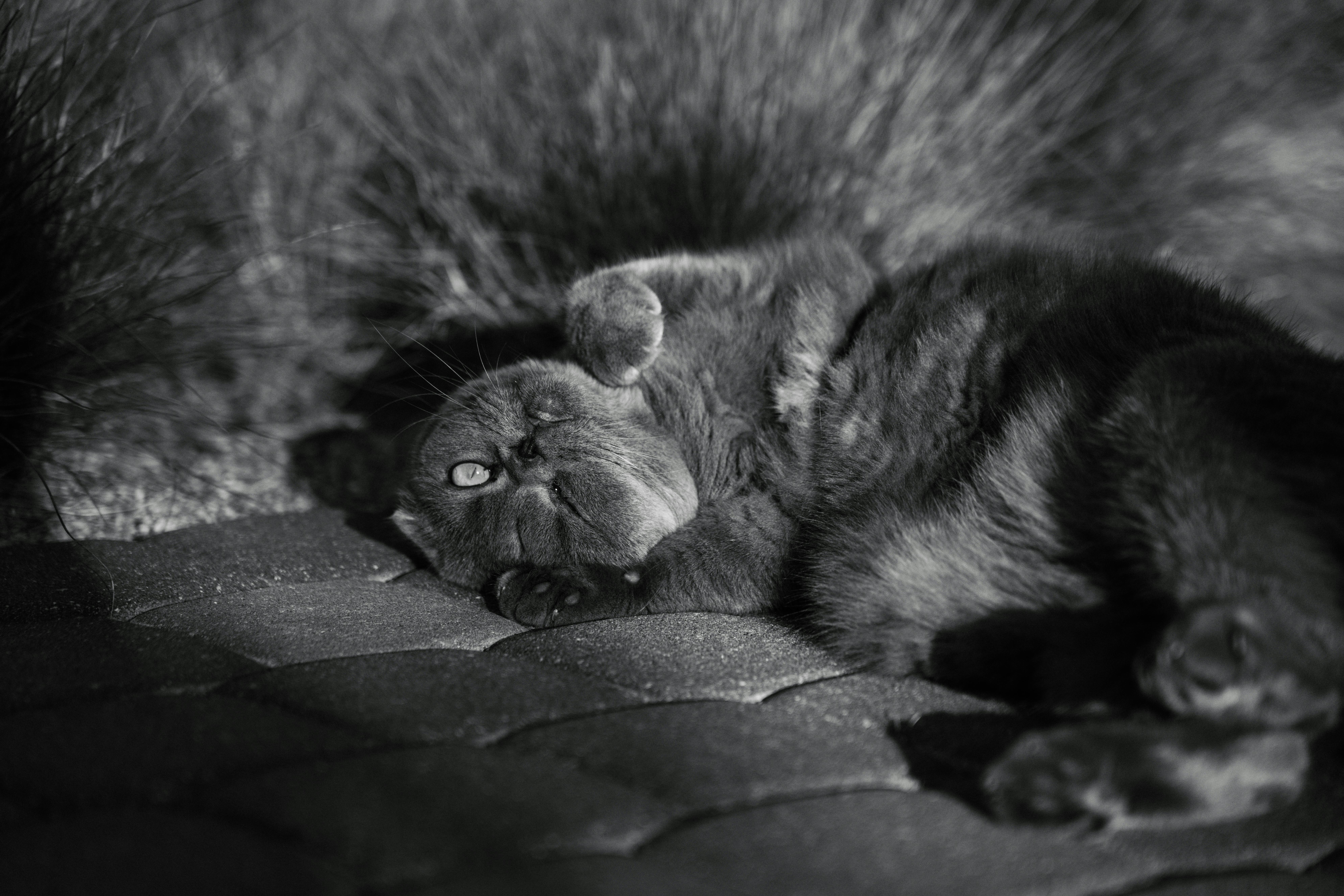 Playful Downy Cat · Free Stock Photo