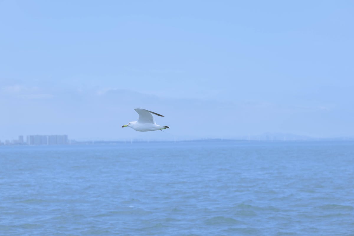 Laizhou Hong Chinese Red Dog: Breed Information & Care Tips