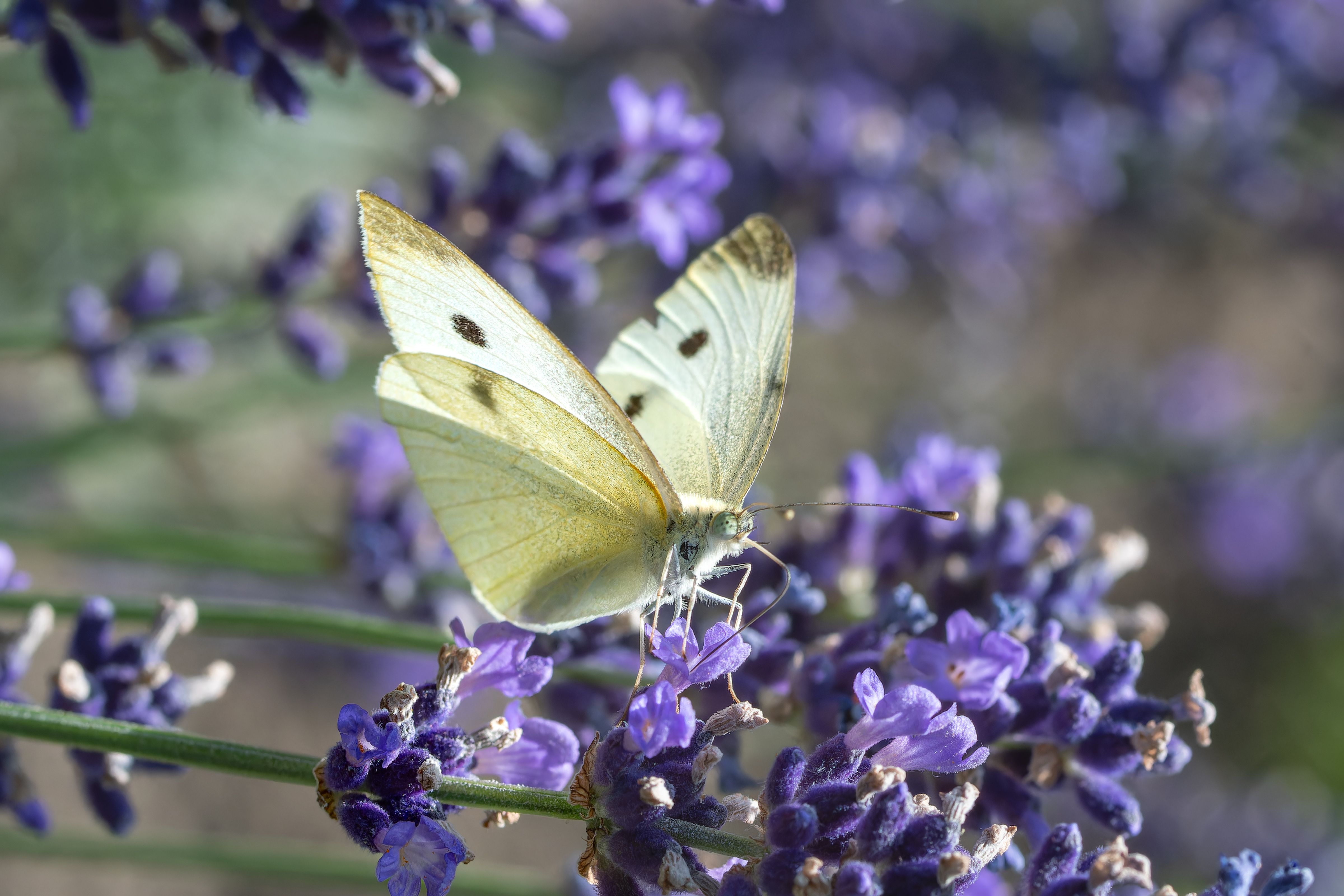 A white butterfly sitting on a lavender flower · Free Stock Photo