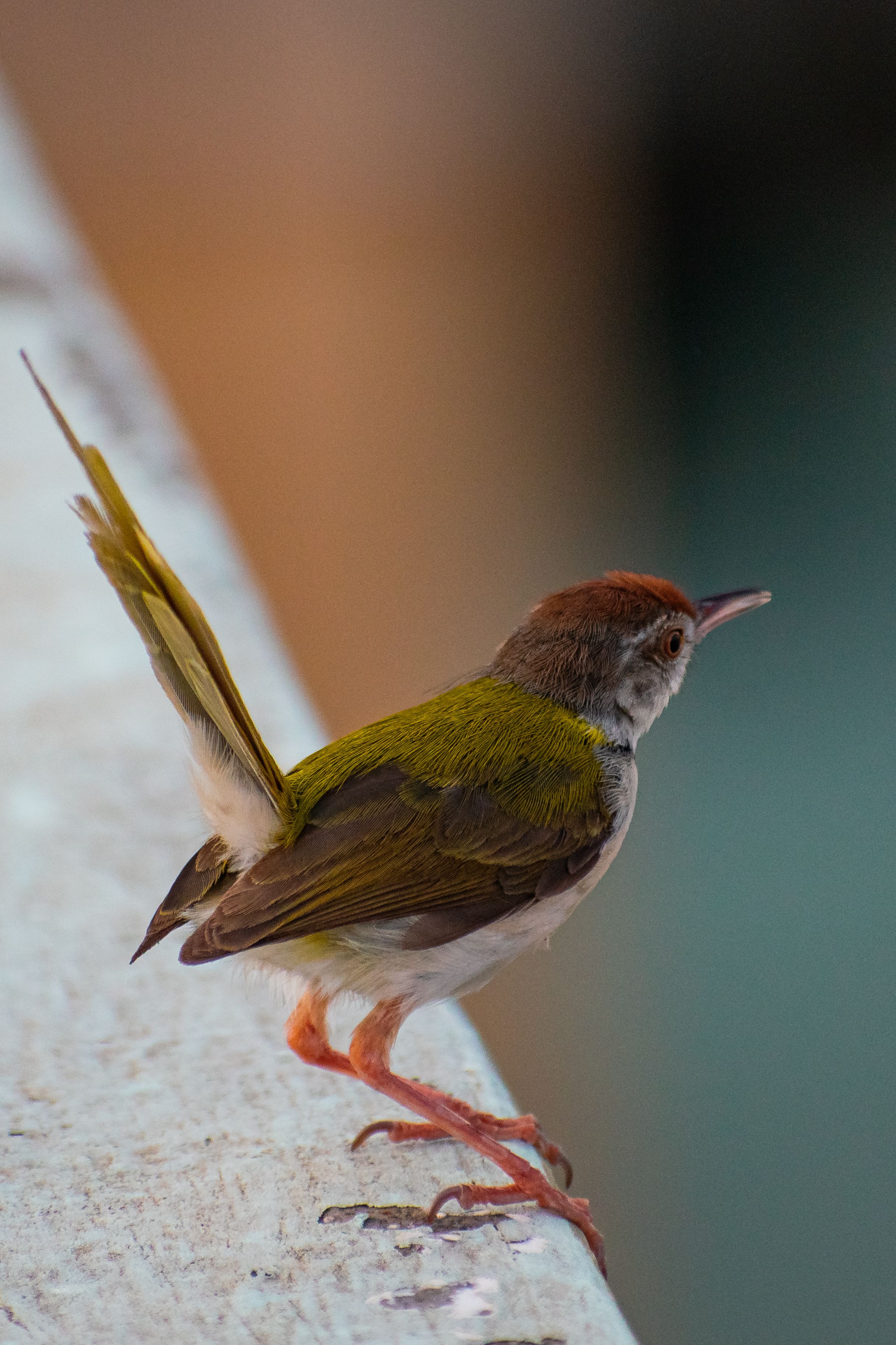 Close up of Rufous-tailed Tailorbird · Free Stock Photo