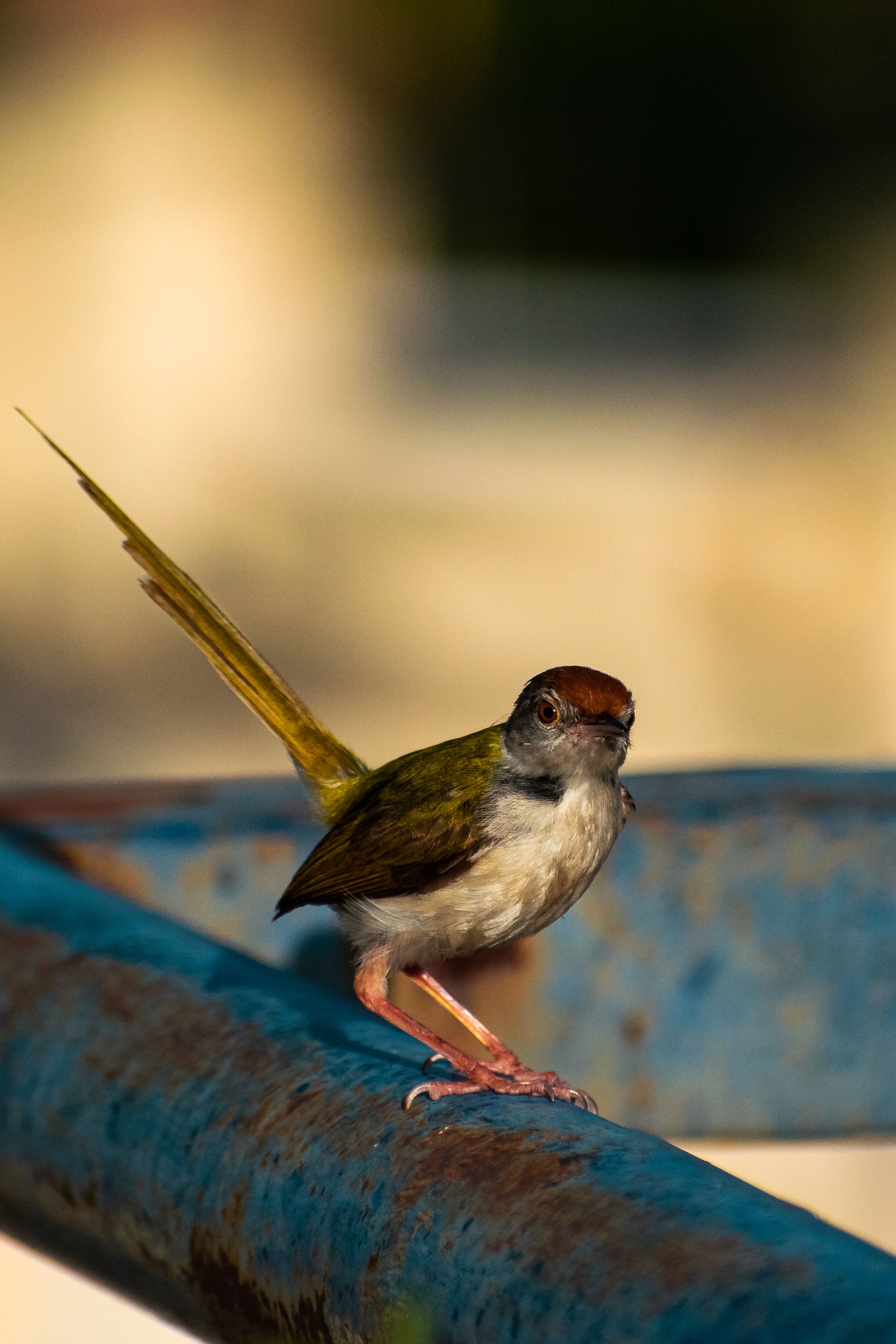 Small Bird on Bar · Free Stock Photo
