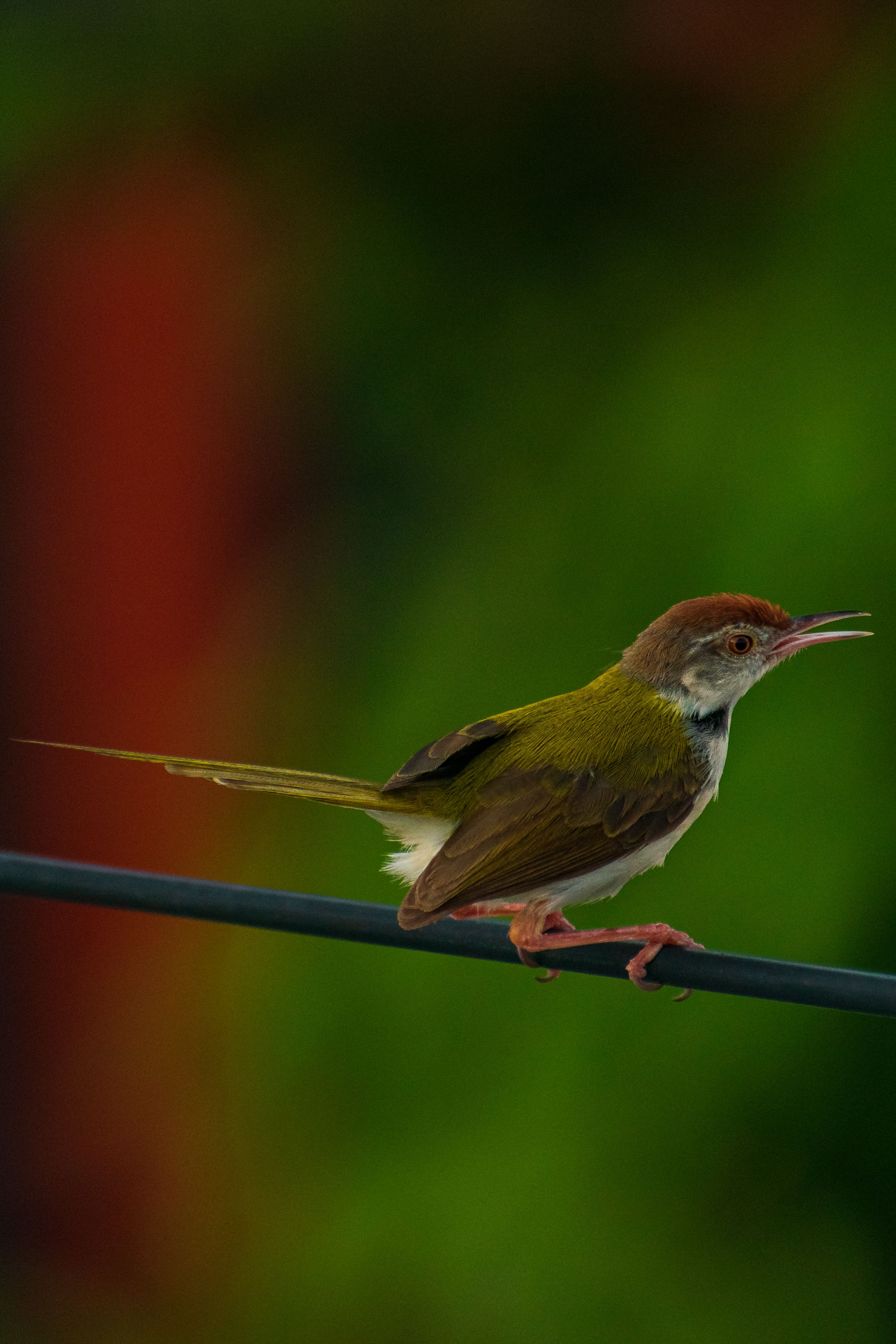 Red Cardinal Bird · Free Stock Photo